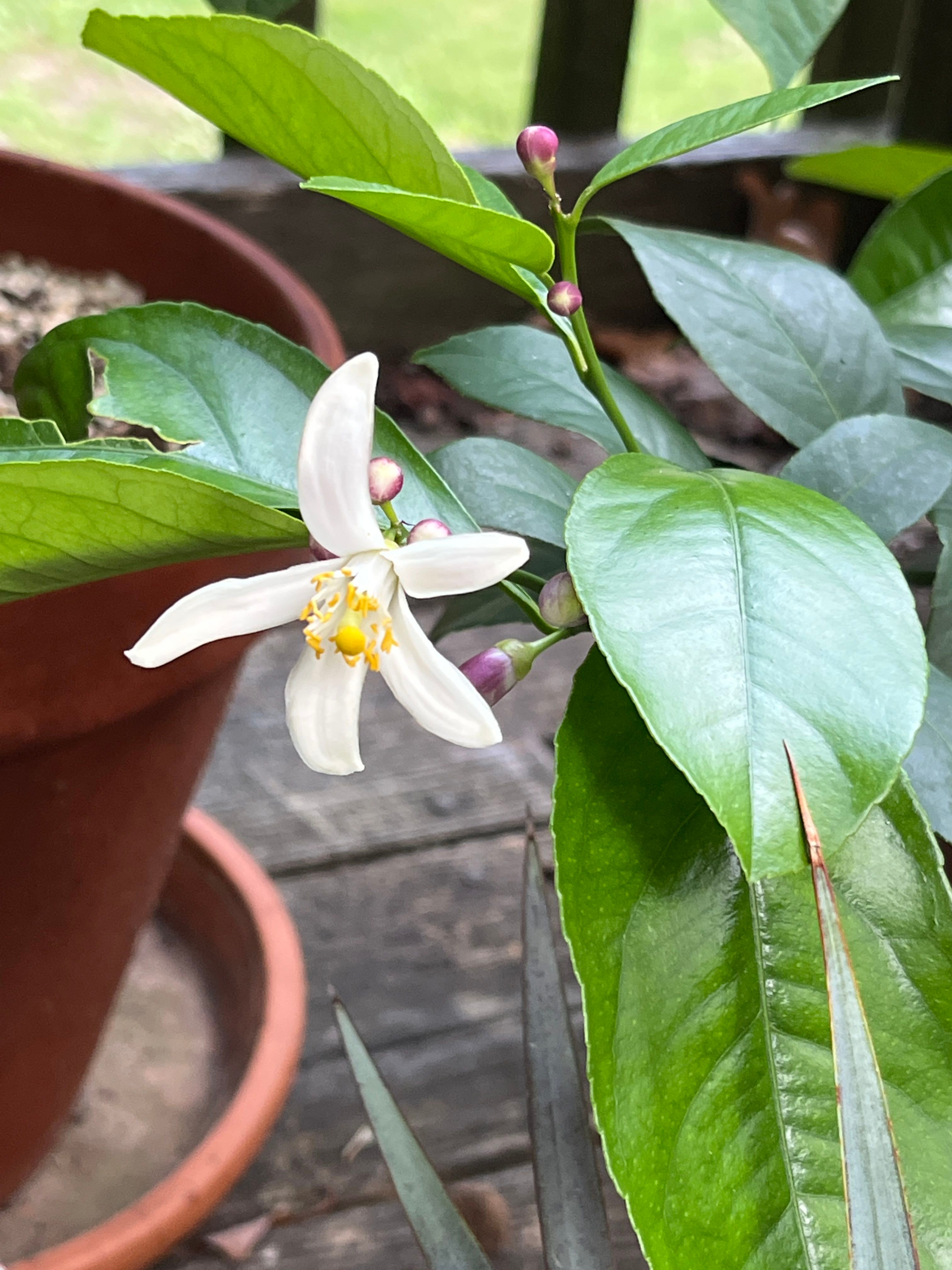 First bloom on my Meyer Lemon Tree!