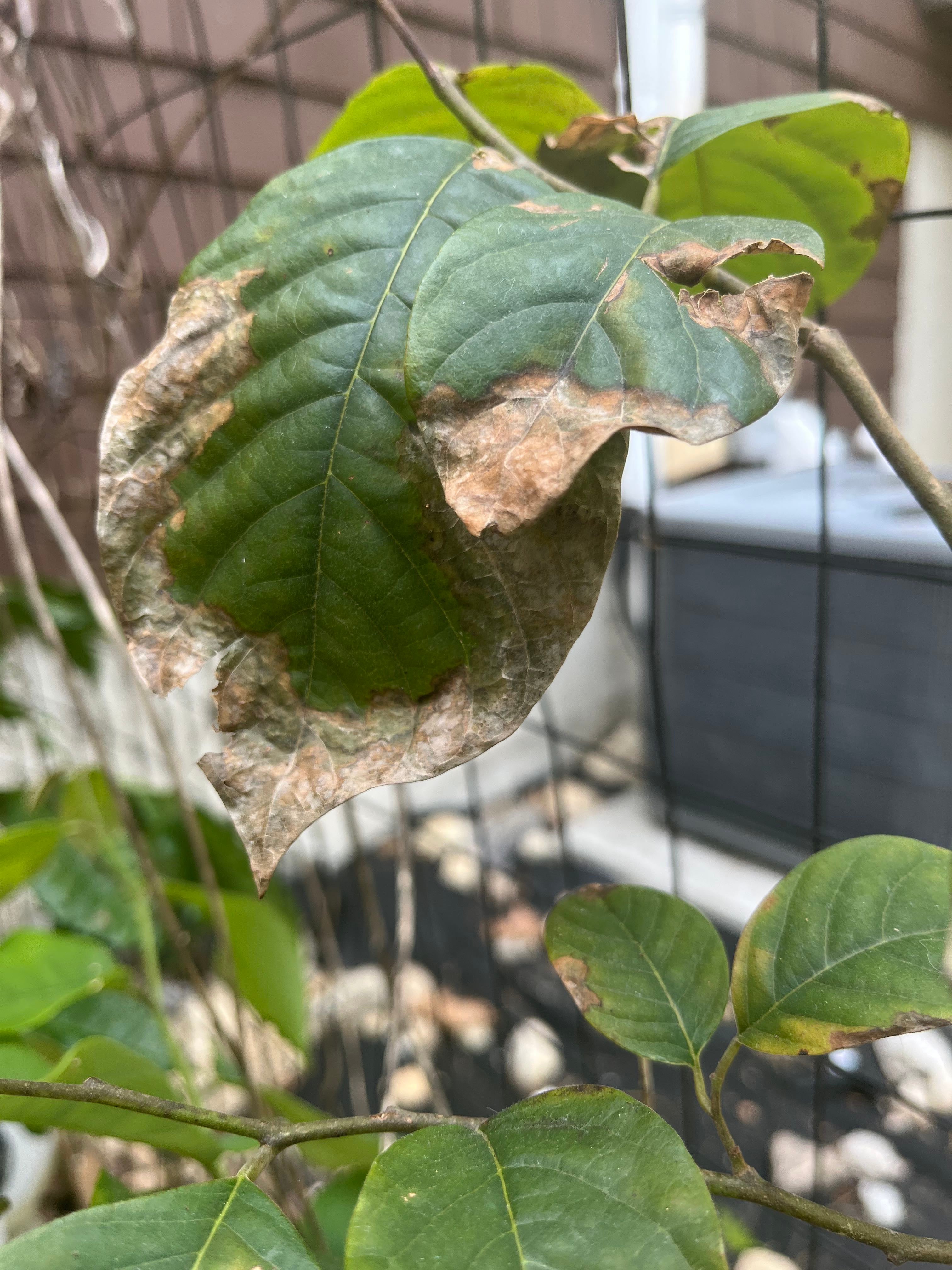 Annona stenophylla subsp. longepetiolata Plant Care: Water, Light ...