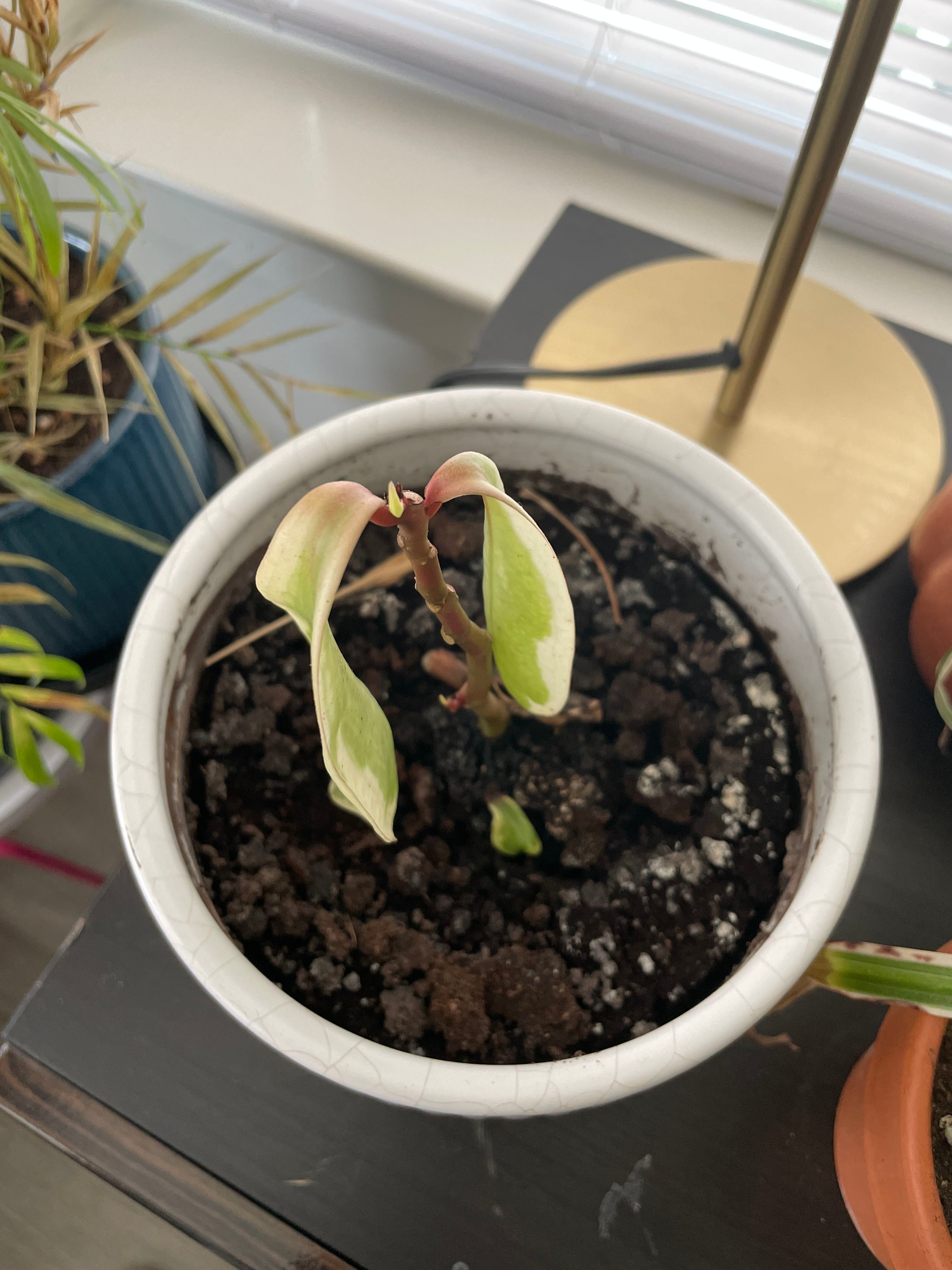 🍬 Soil Recommendations For Jelly Plant