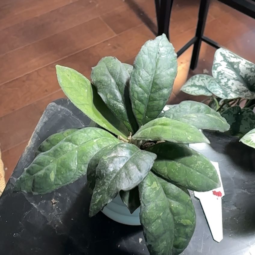 Keep Your Hoya callistophylla 'Vena' Alive: Light, Water & Care ...