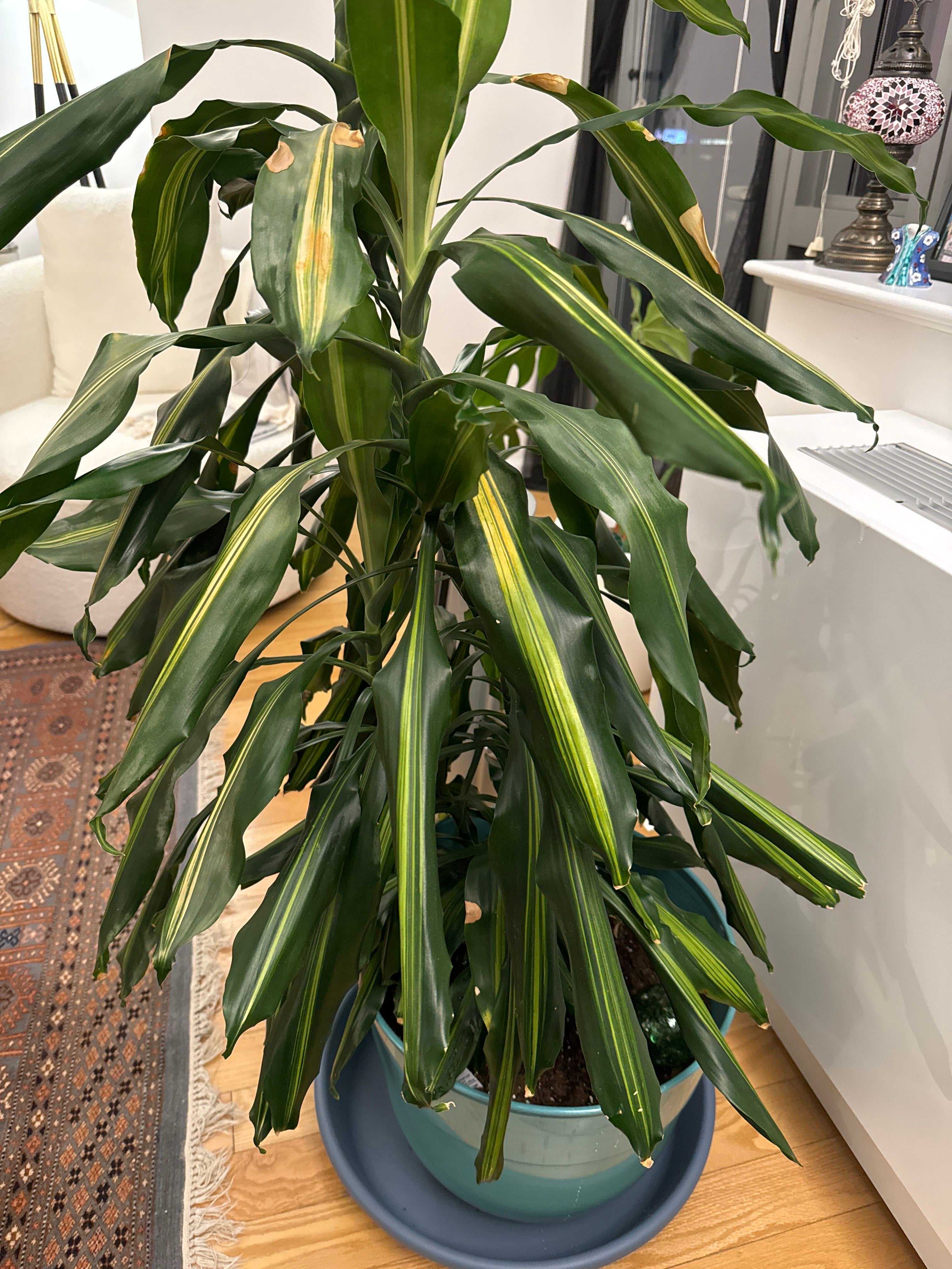 Dracaena Cintho Plant Care: Water, Light, Nutrients | Greg App 🌱