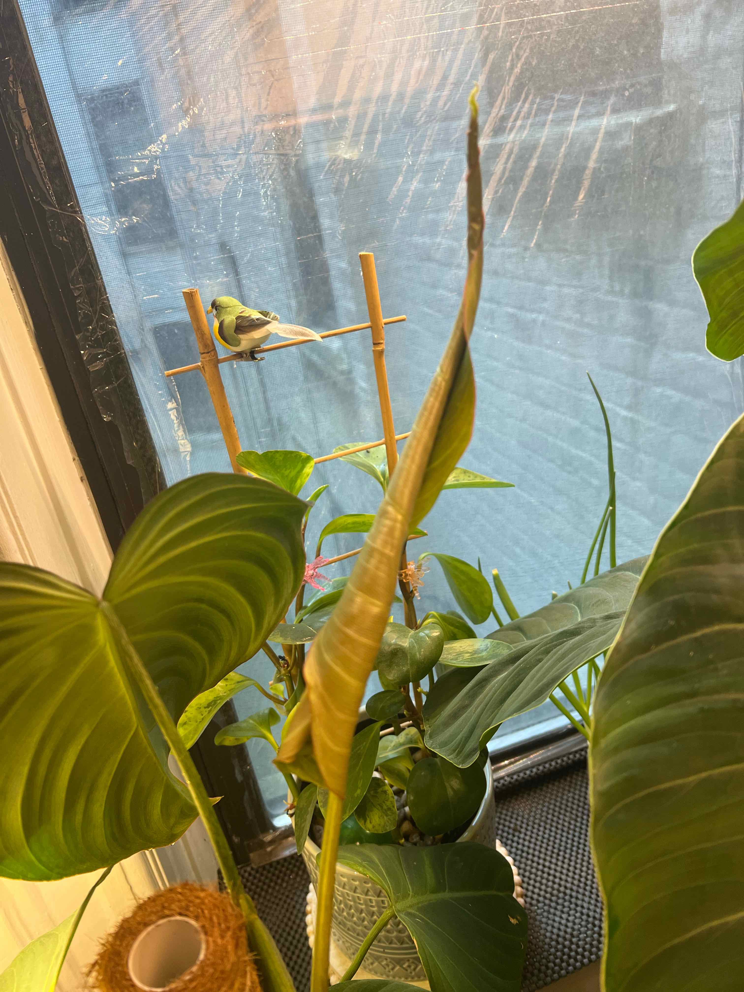 philodendron 'glorious' root rot Solutions