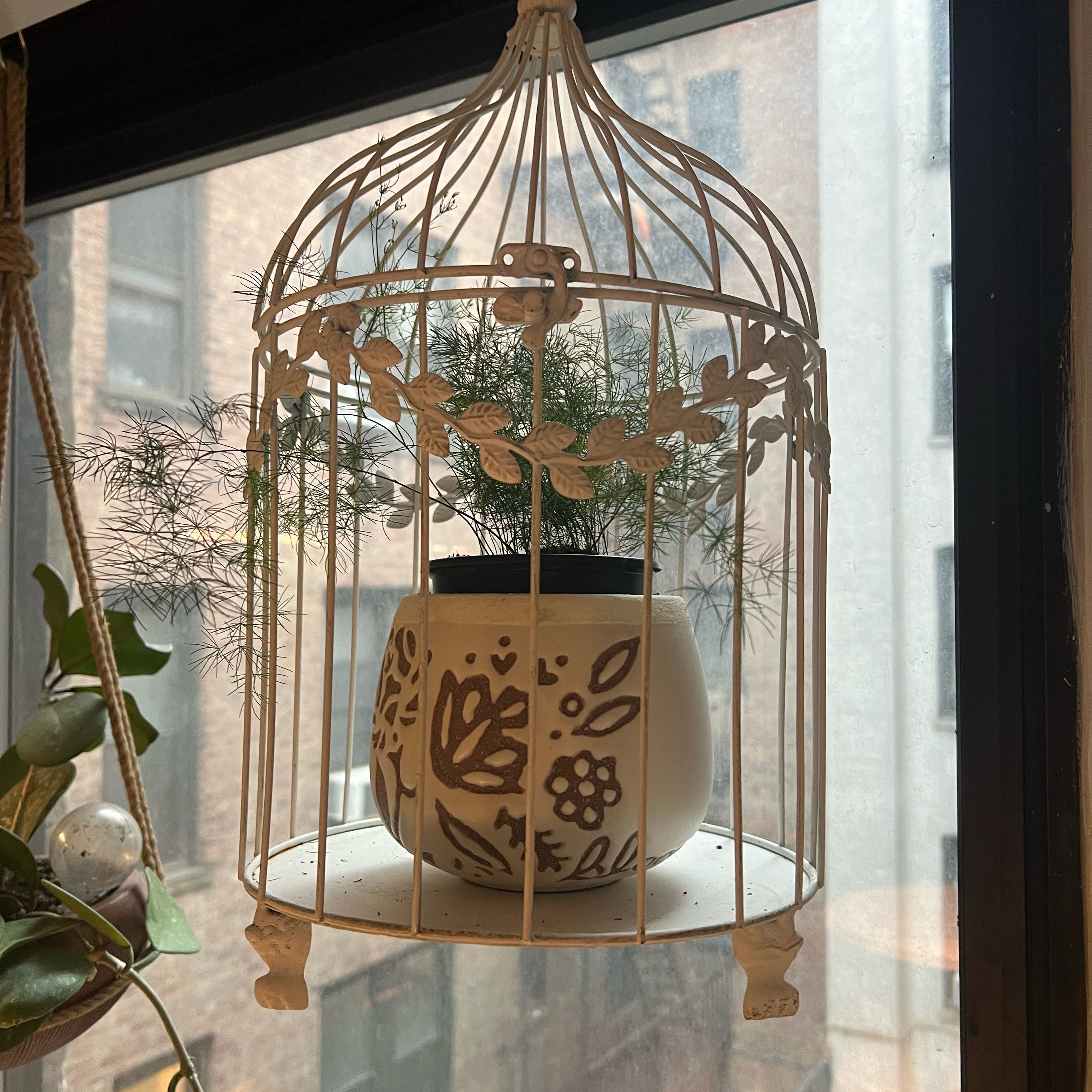 Propagating Your Ming Fern: Step-by-Step Guide