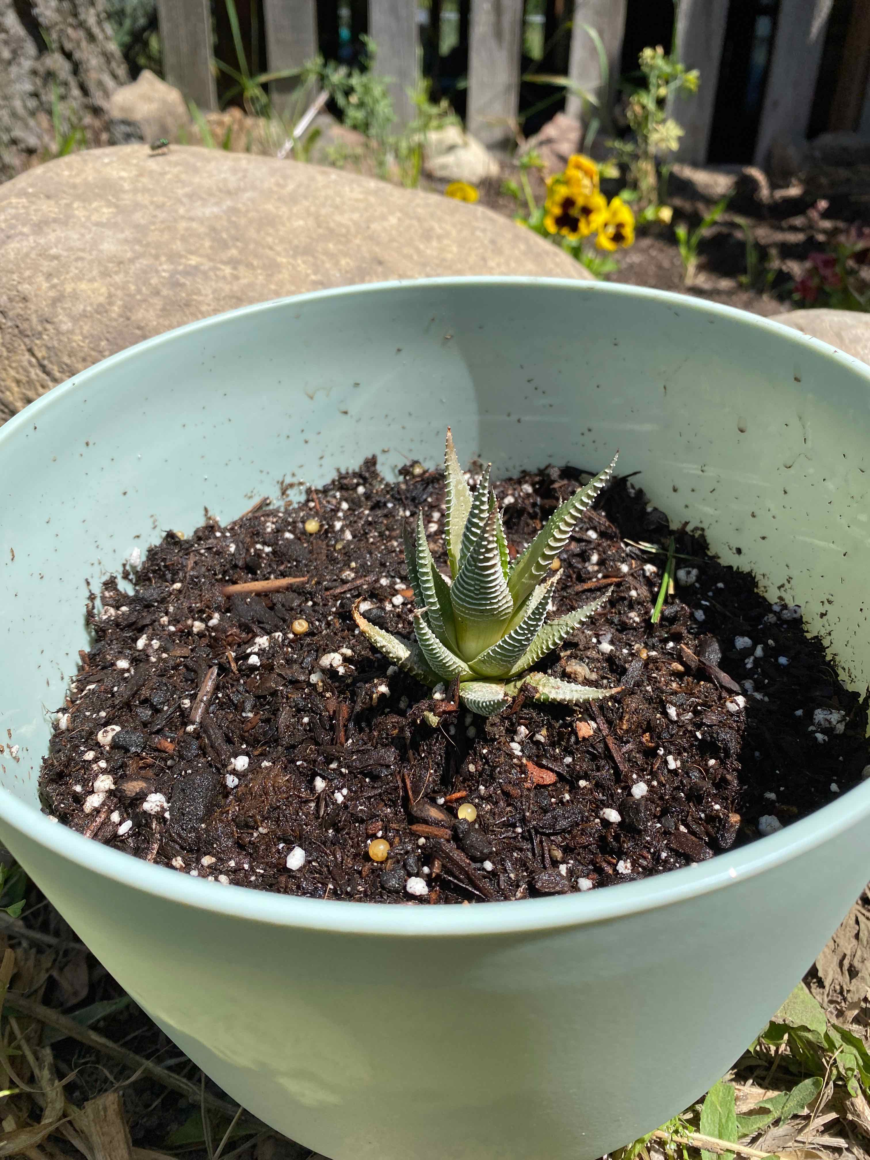 Symbolism and Benefits of the Haworthia Alba
