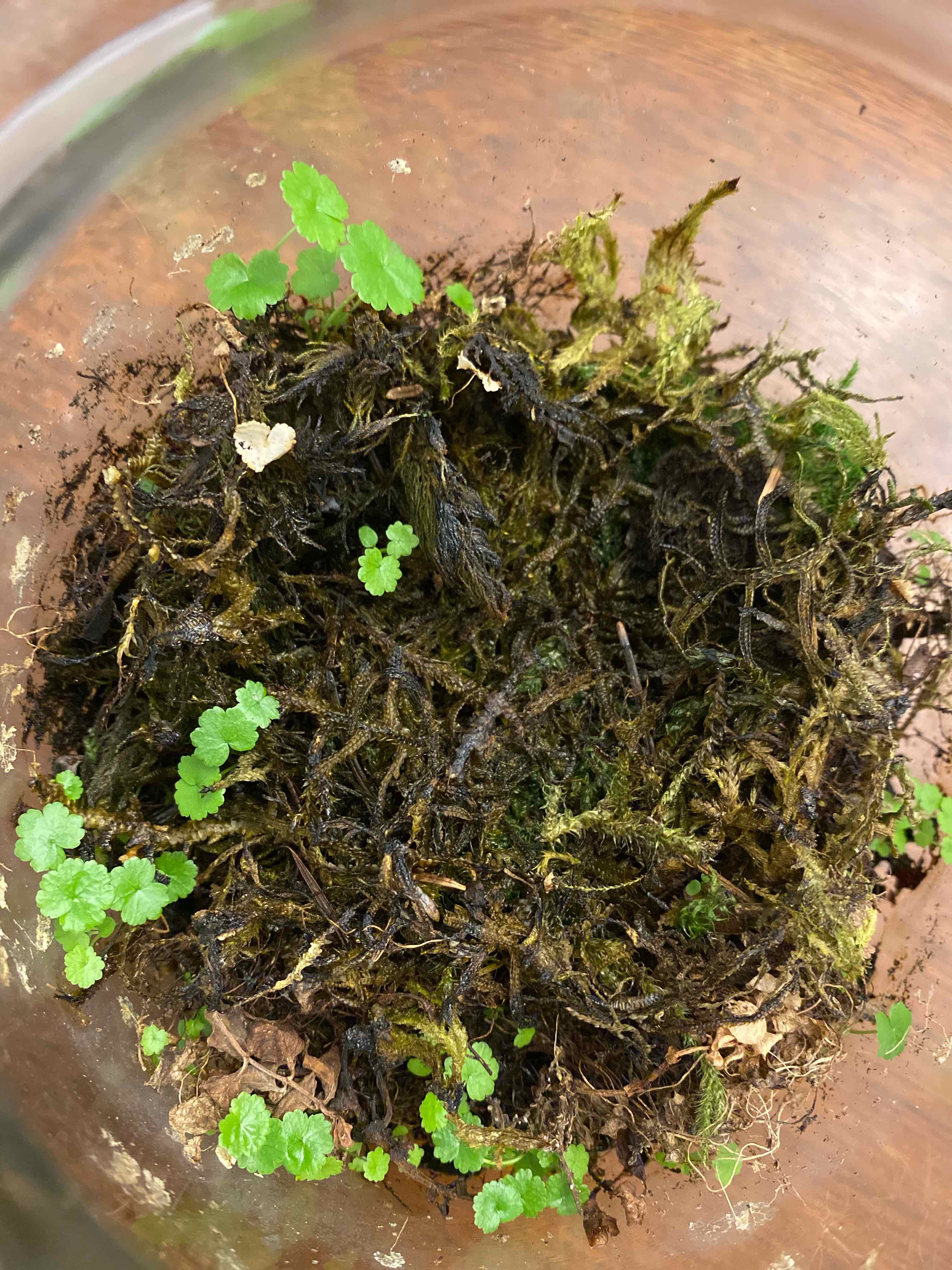 🌡 What Temperature Does My Creeping Jenny Need?