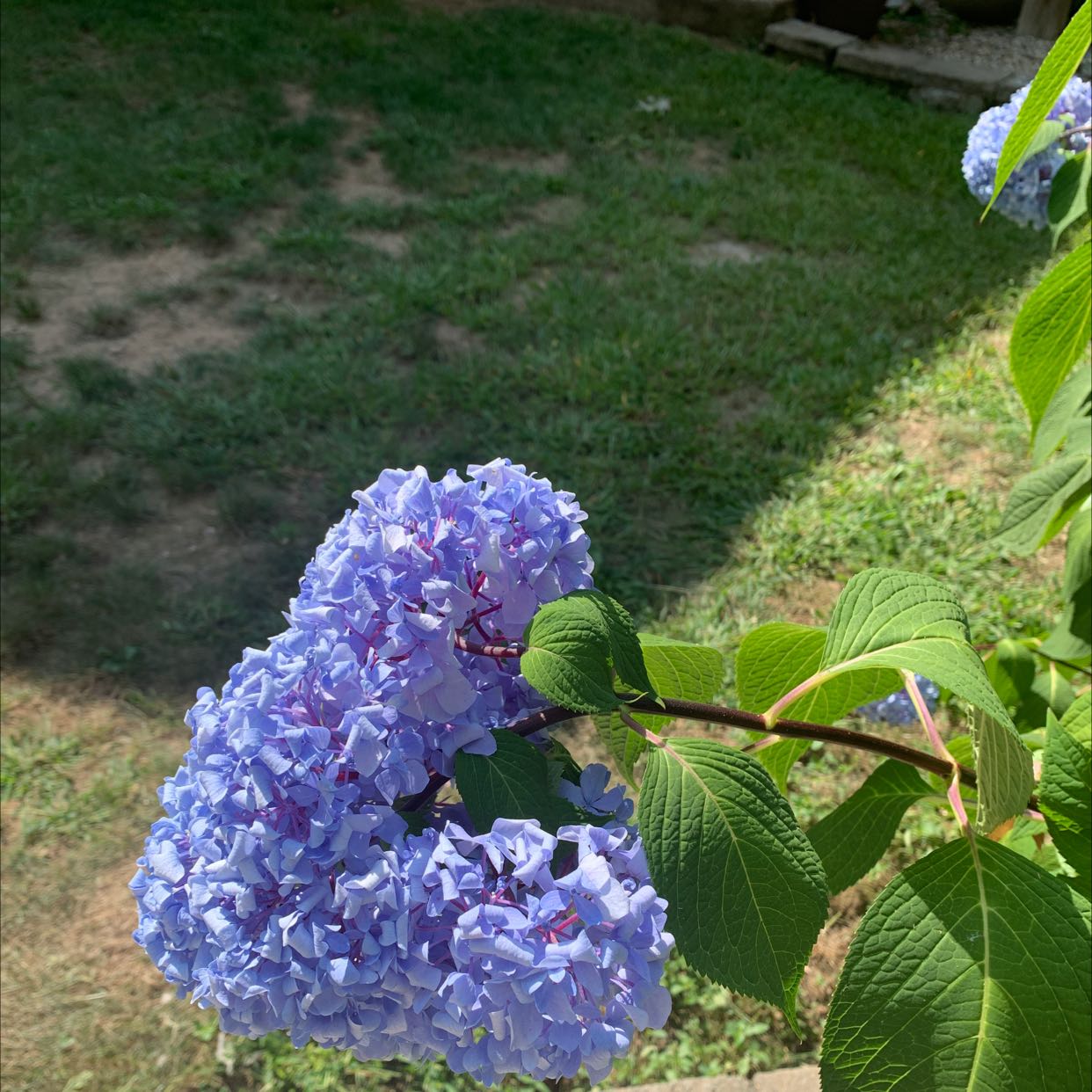 10 Benefits Of Having A French Hydrangea