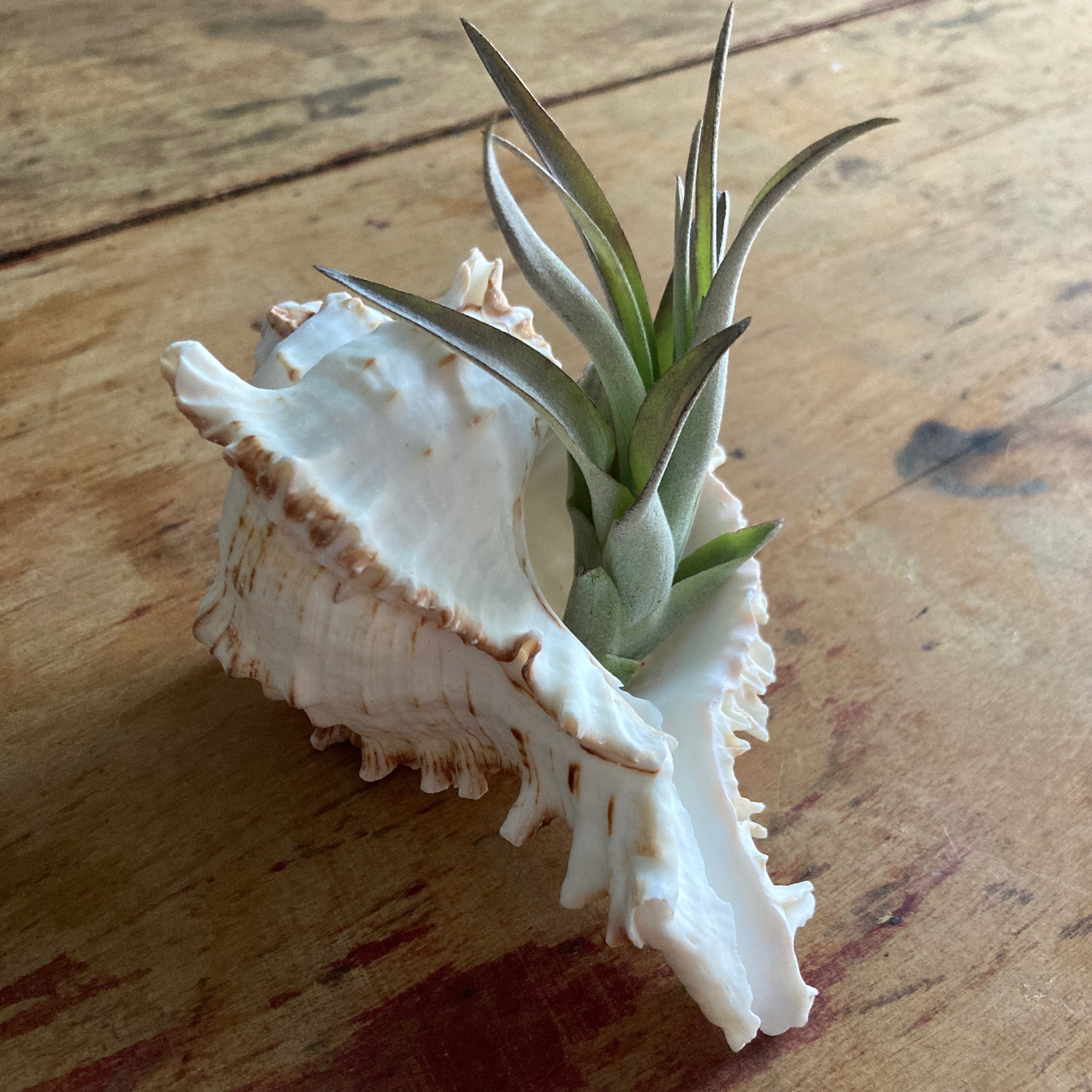 10 Benefits of Having a False Aloe