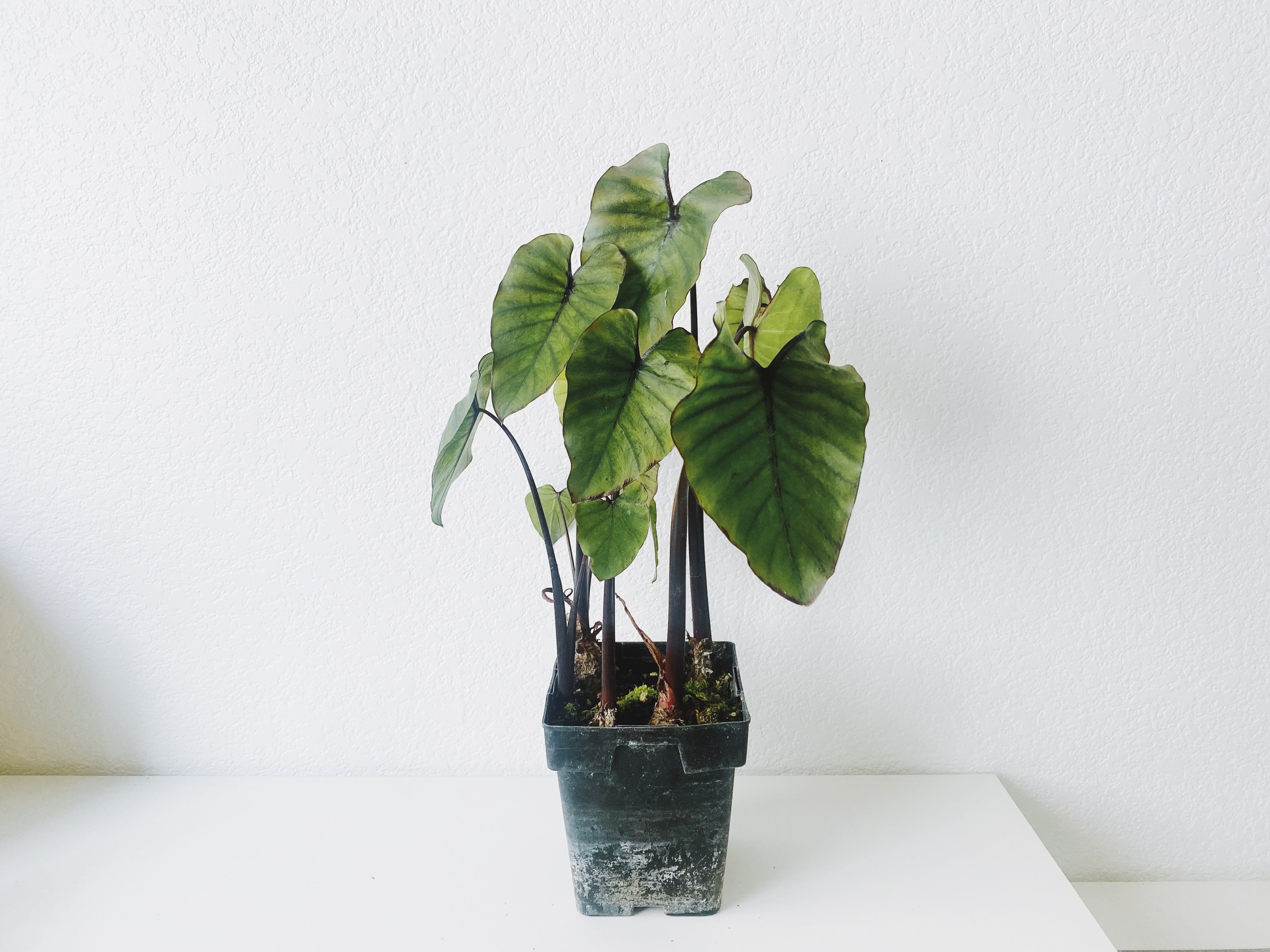 Pharaoh's Mask Elephant Ear Plant Care: Water, Light, Nutrients | Greg ...