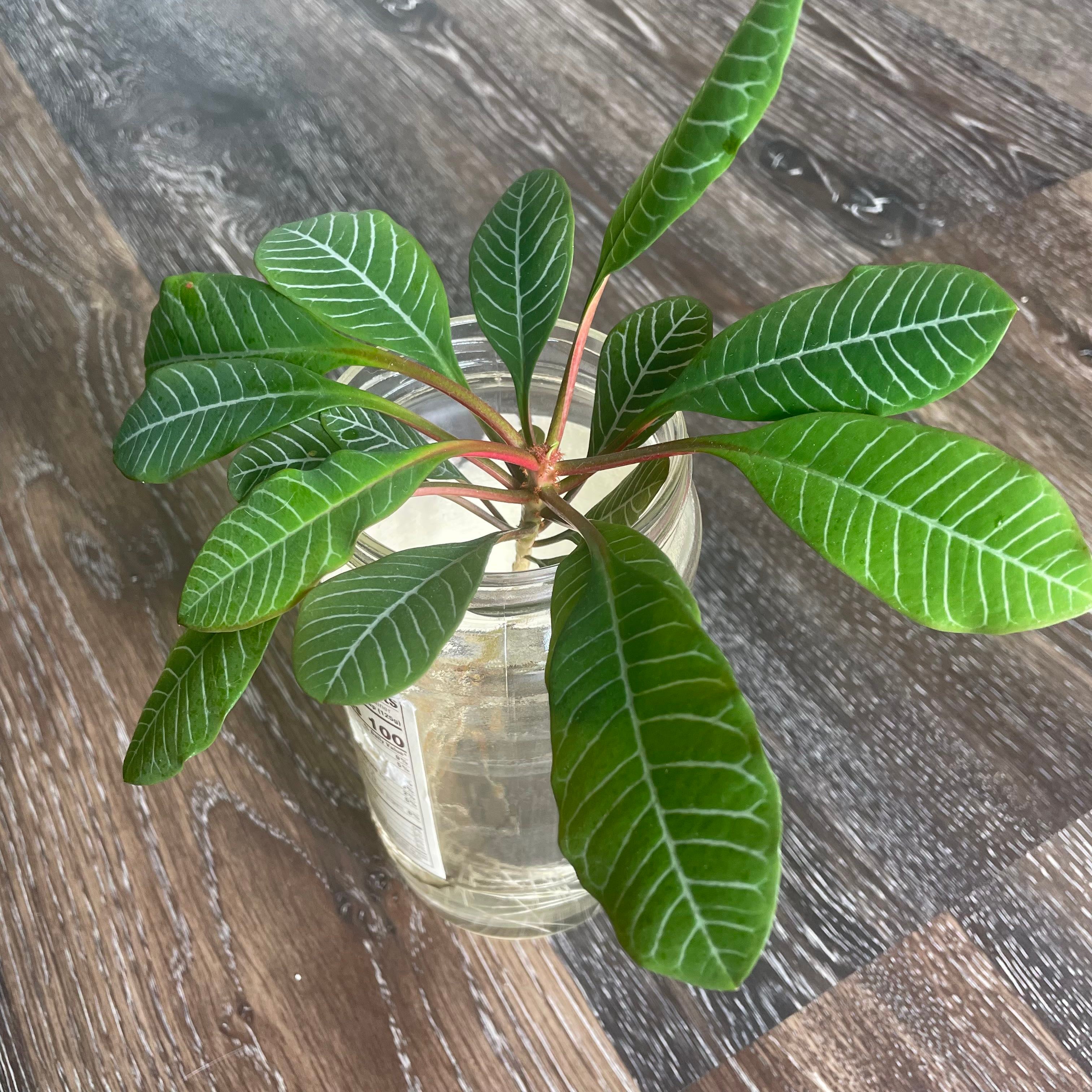 Why Are My Madagascar Jewel Leaves Droopy?