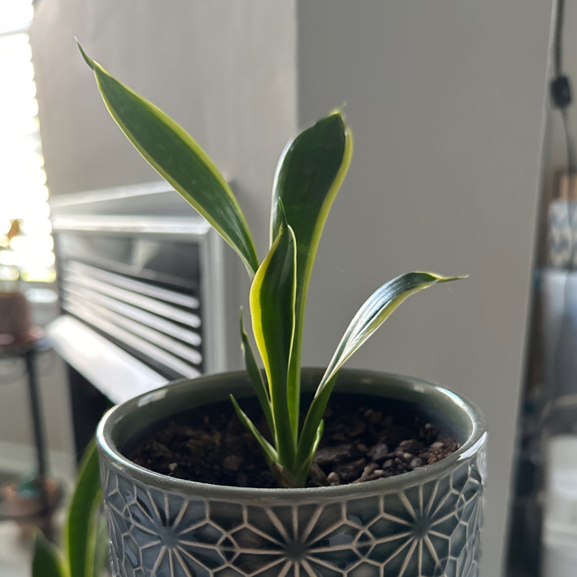 🐛 What To Do About Bugs on My Black Star Snake Plant?