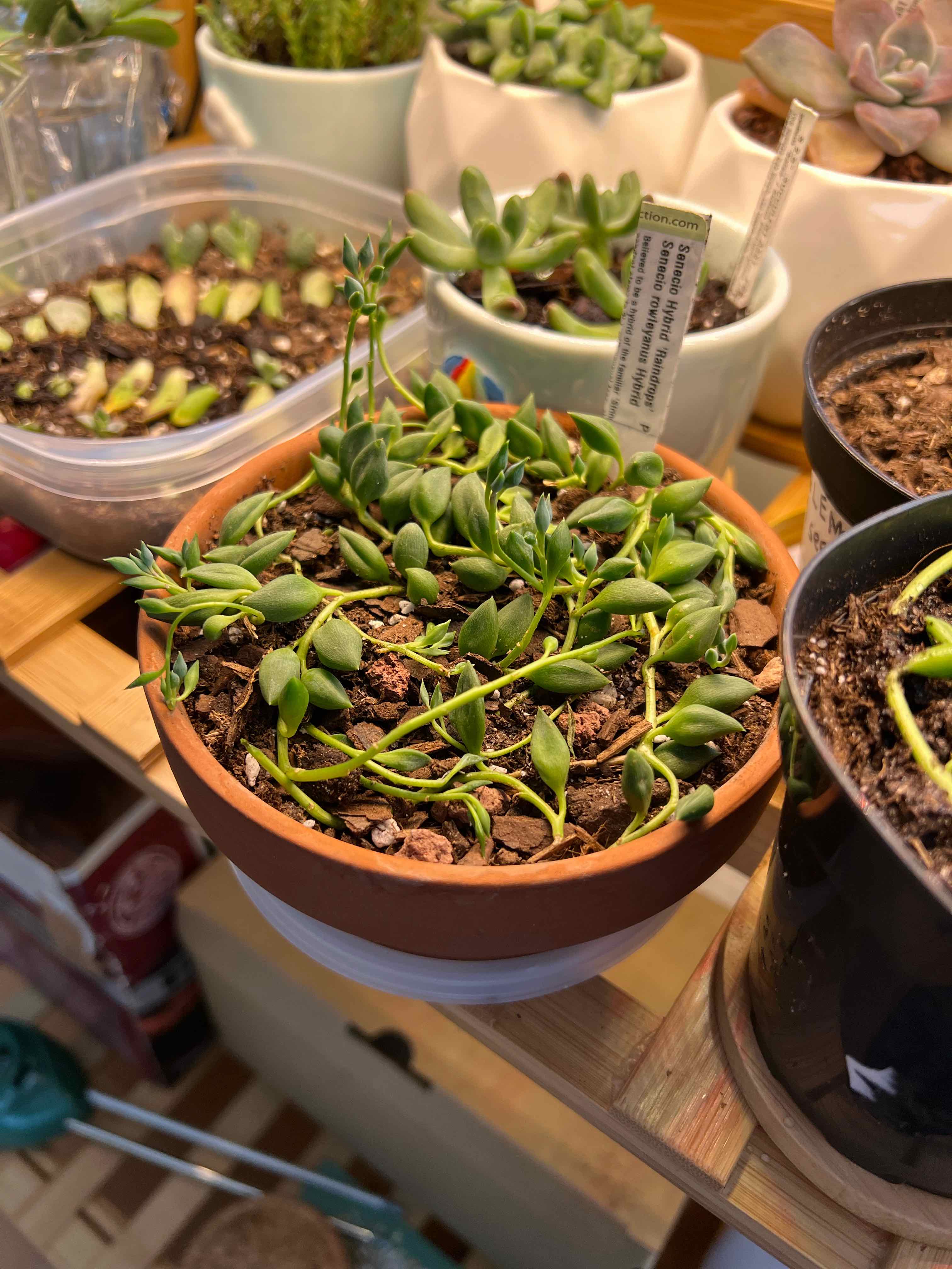 How to Propagate Your Curio rowleyanus 'String of Raindrops' 📿