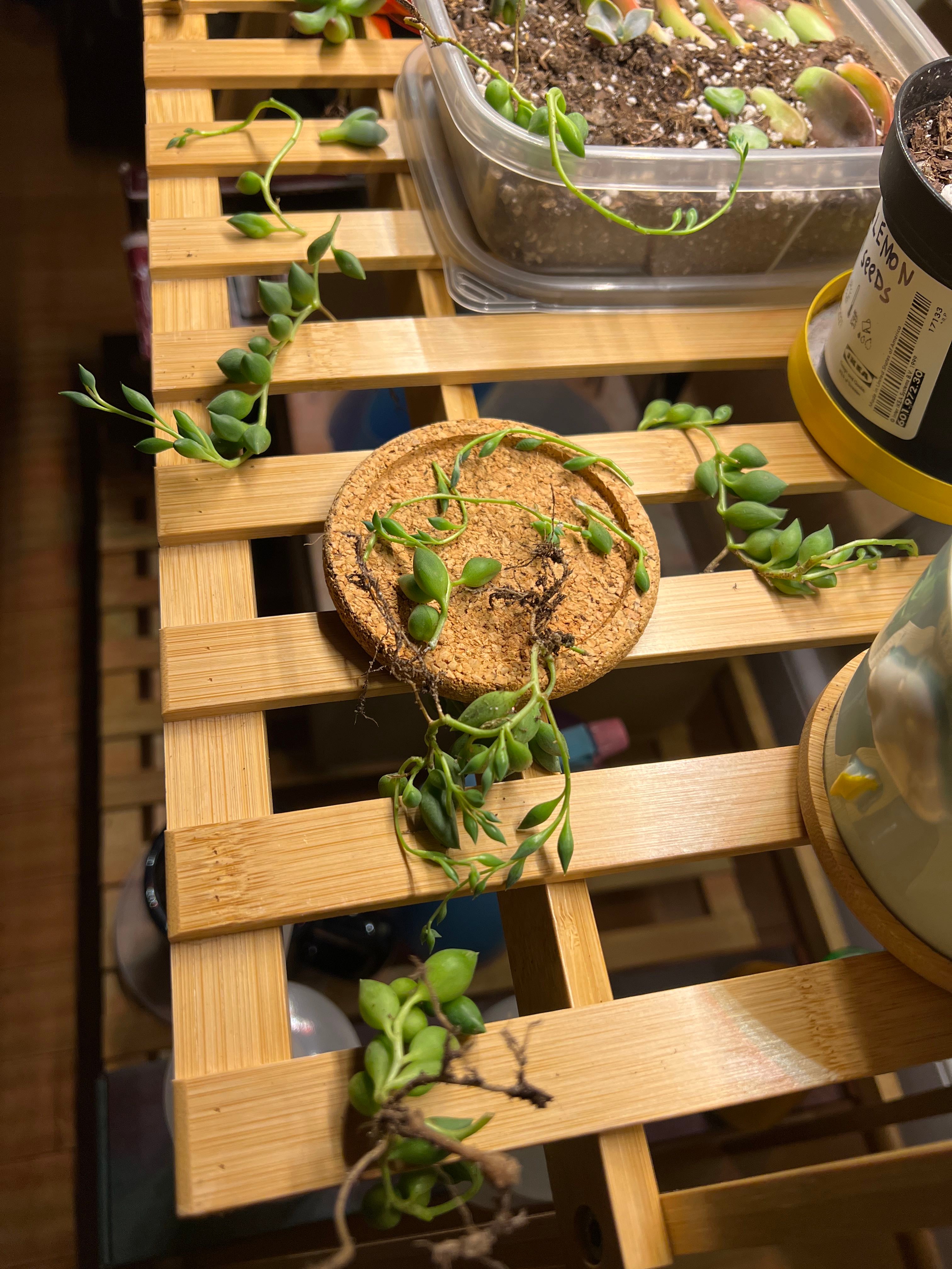 String of Raindrops: How Much Water & Light Does it Need to Thrive?