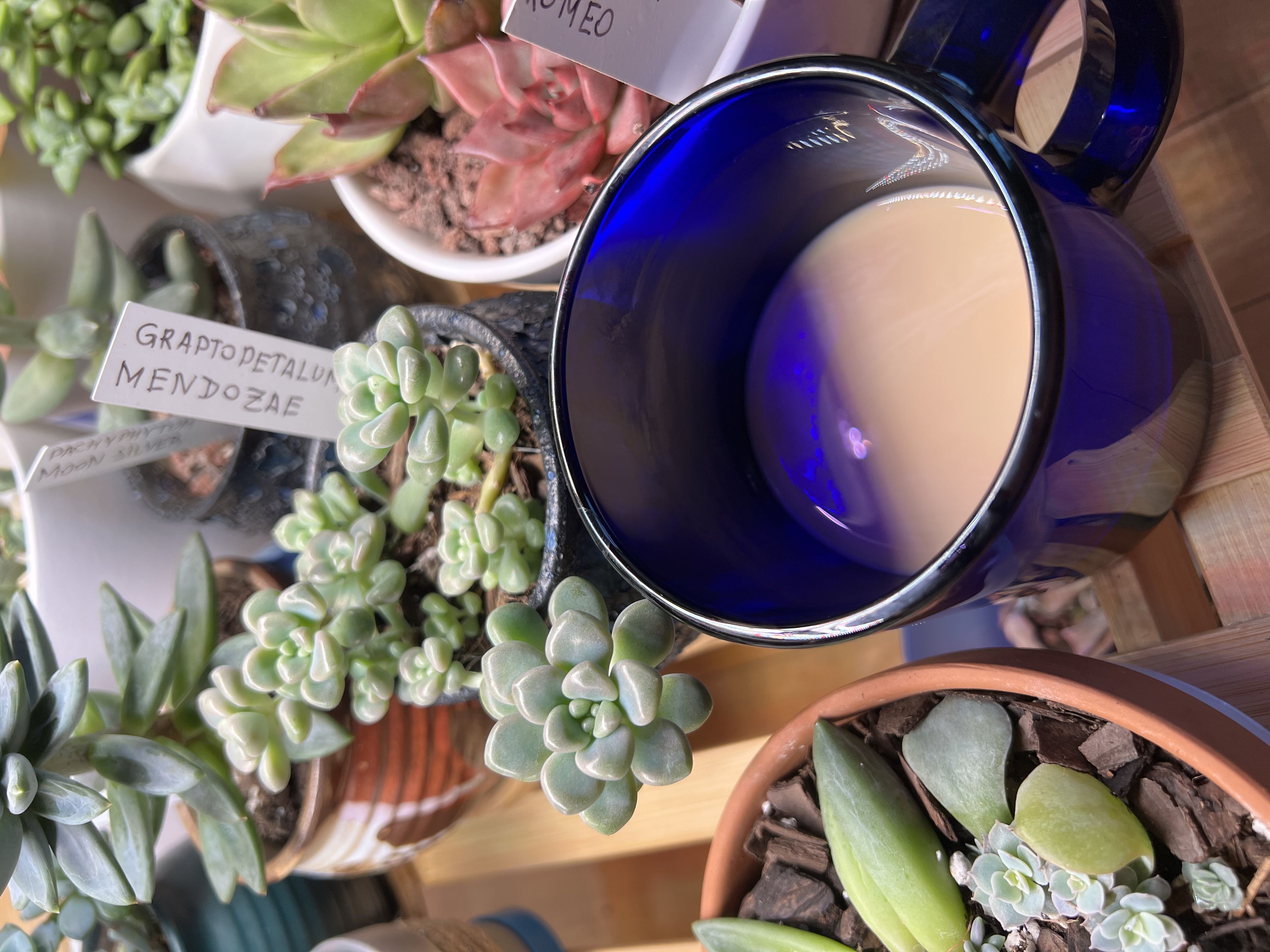 Show off your clumping succulents!
