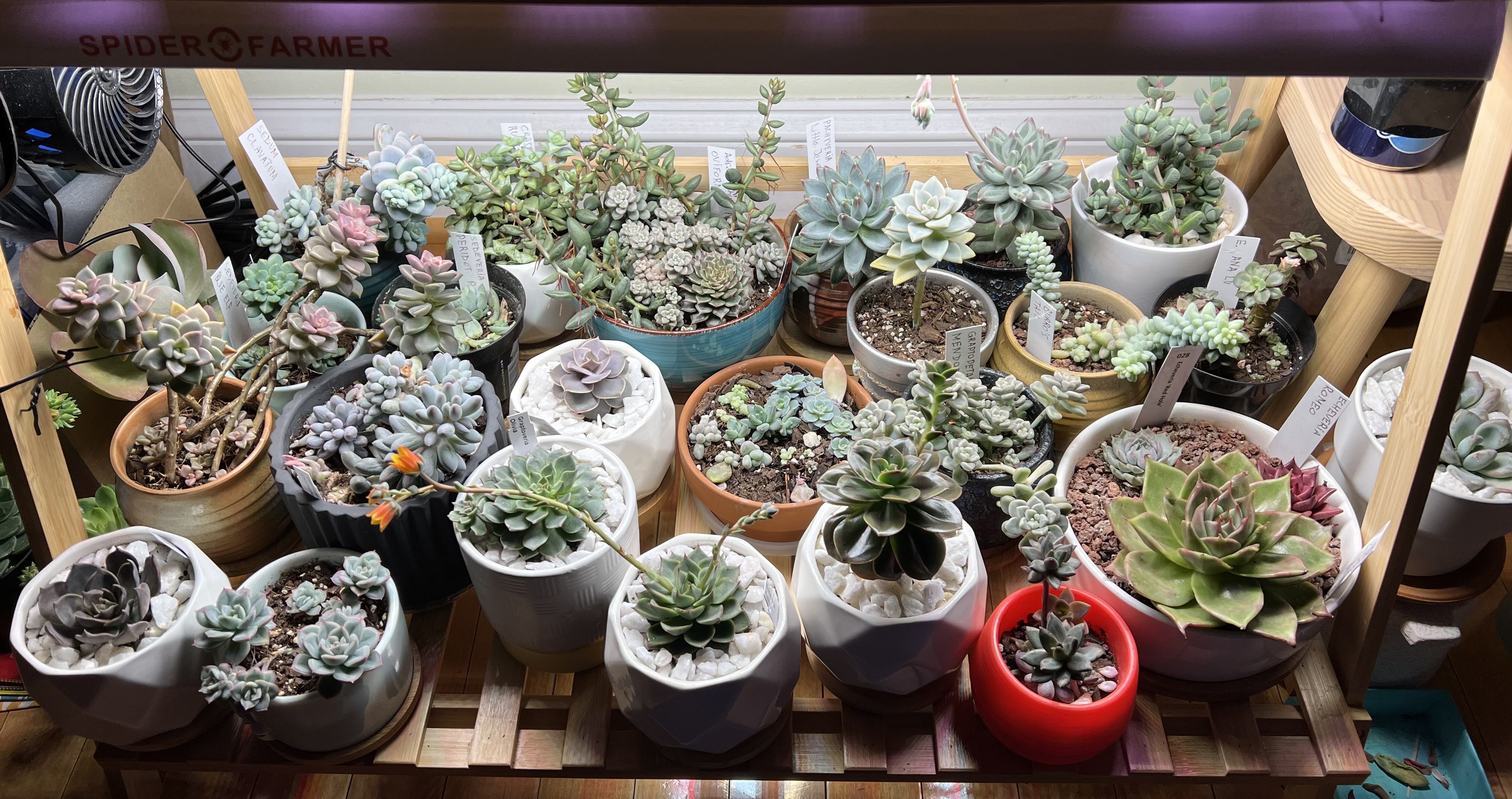 Pachyveria 'Blue Quartz' Plant Care: Water, Light, Nutrients | Greg App 🌱
