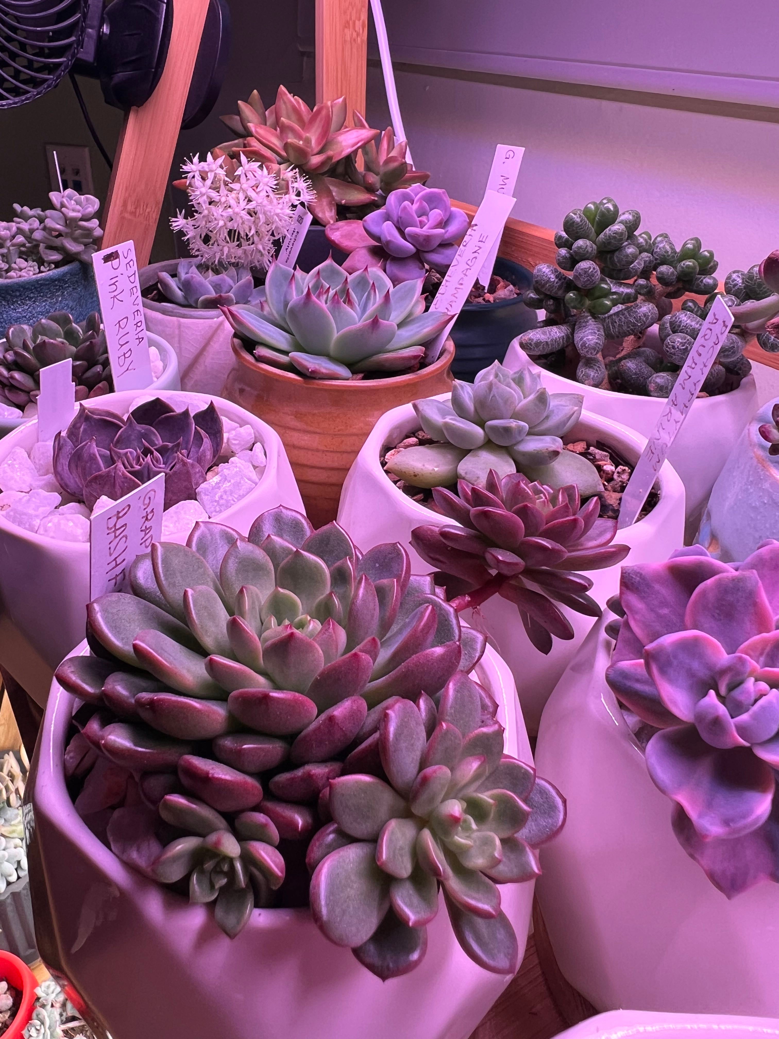 Kale Fertilizer: How and When to Use It