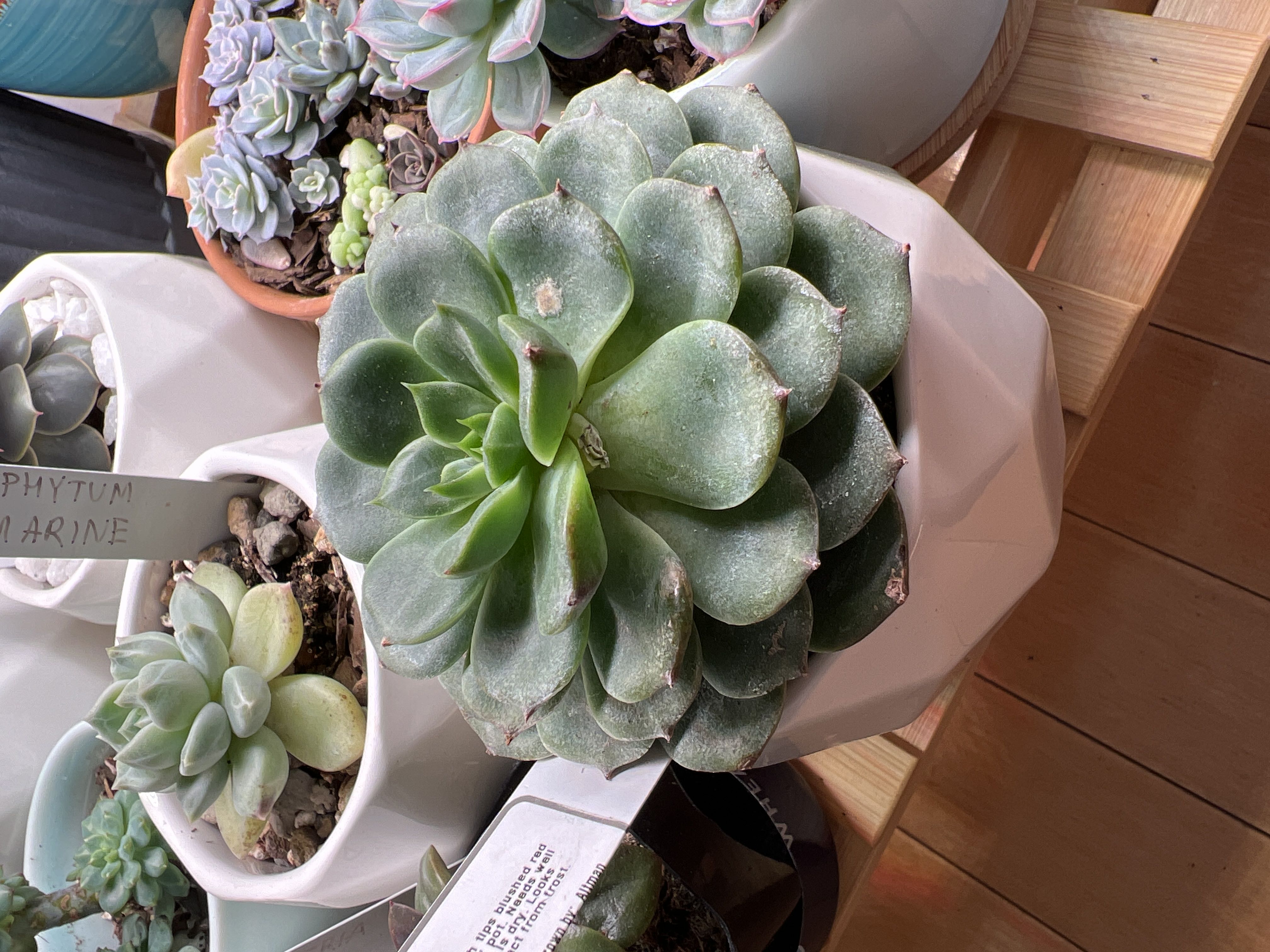 New 'Elfstone' echeveria joins my collection!