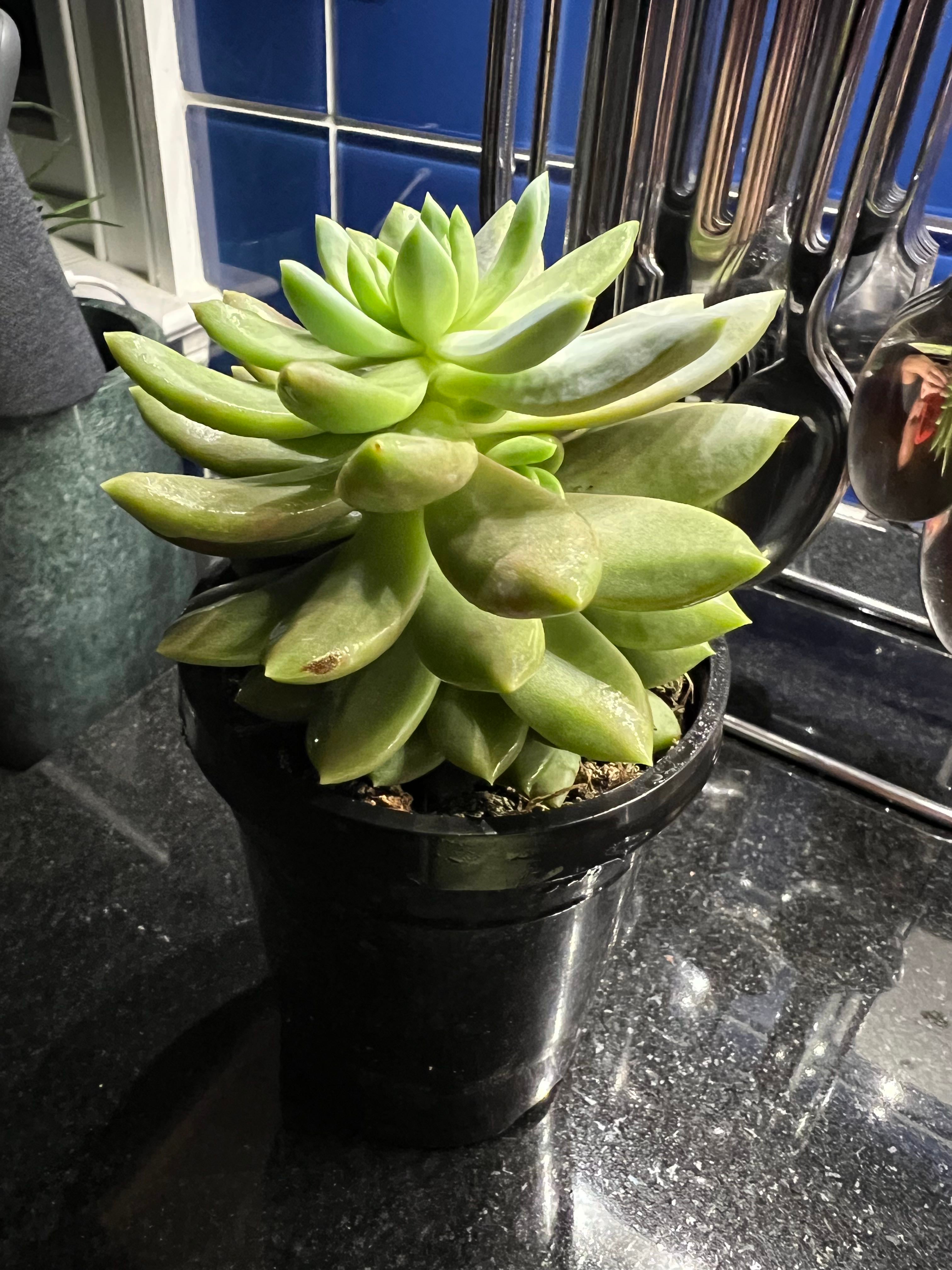 Sedeveria 'Lilac Mist' Plant Care: Water, Light, Nutrients | Greg App 🌱