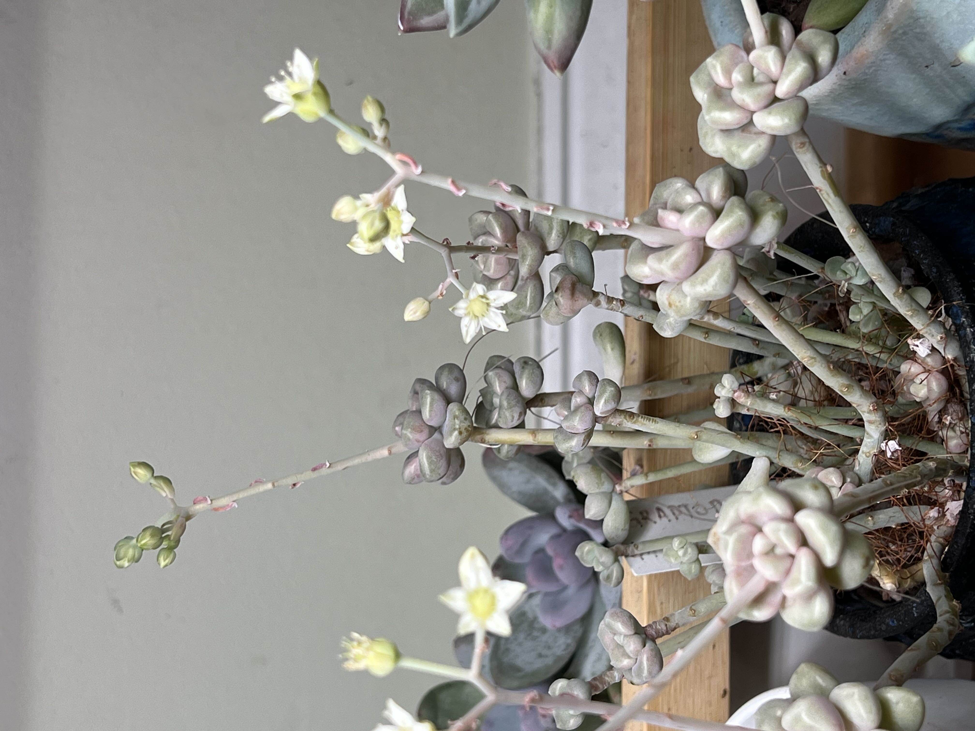 Keep Your Sedum album 'Coral Carpet' Alive: Light, Water & Care ...