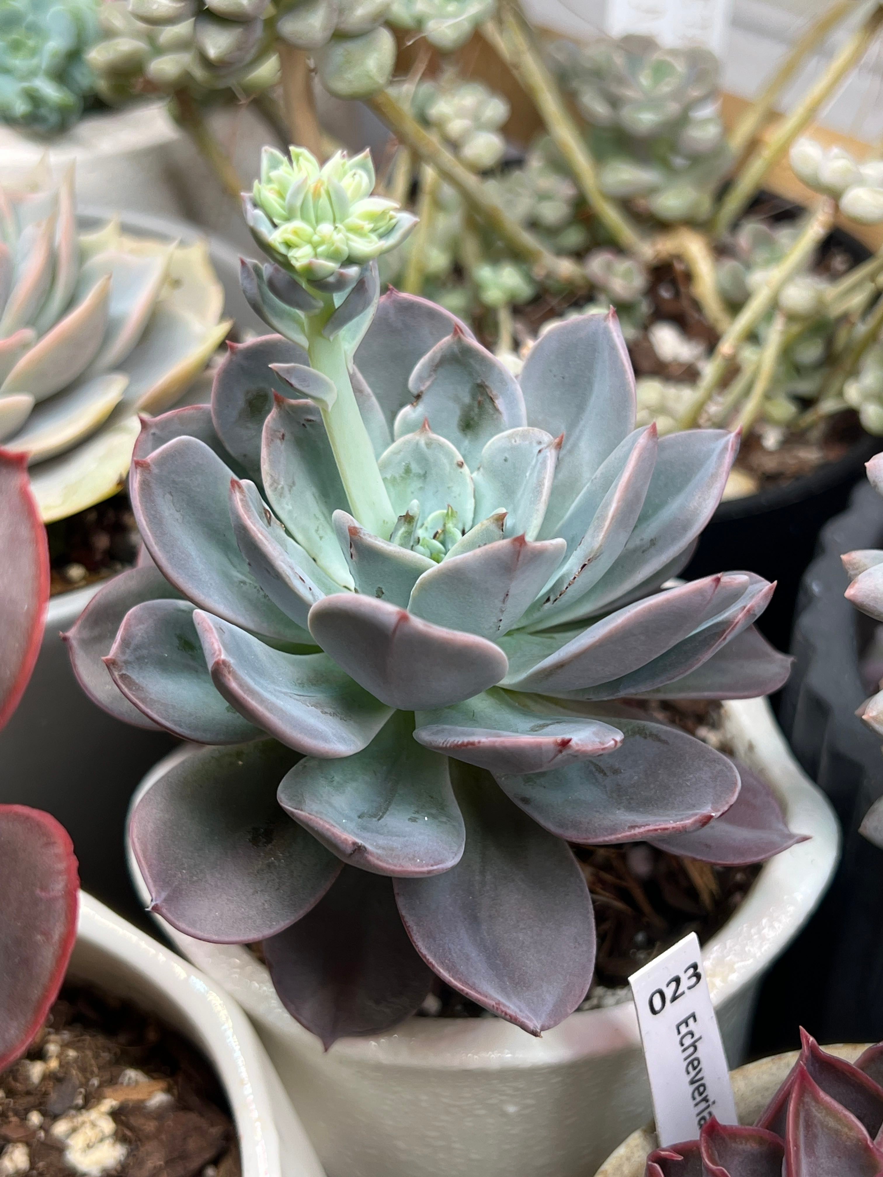 This beauty is preparing to bloom soon! 🤩🤩 #succulents #e...