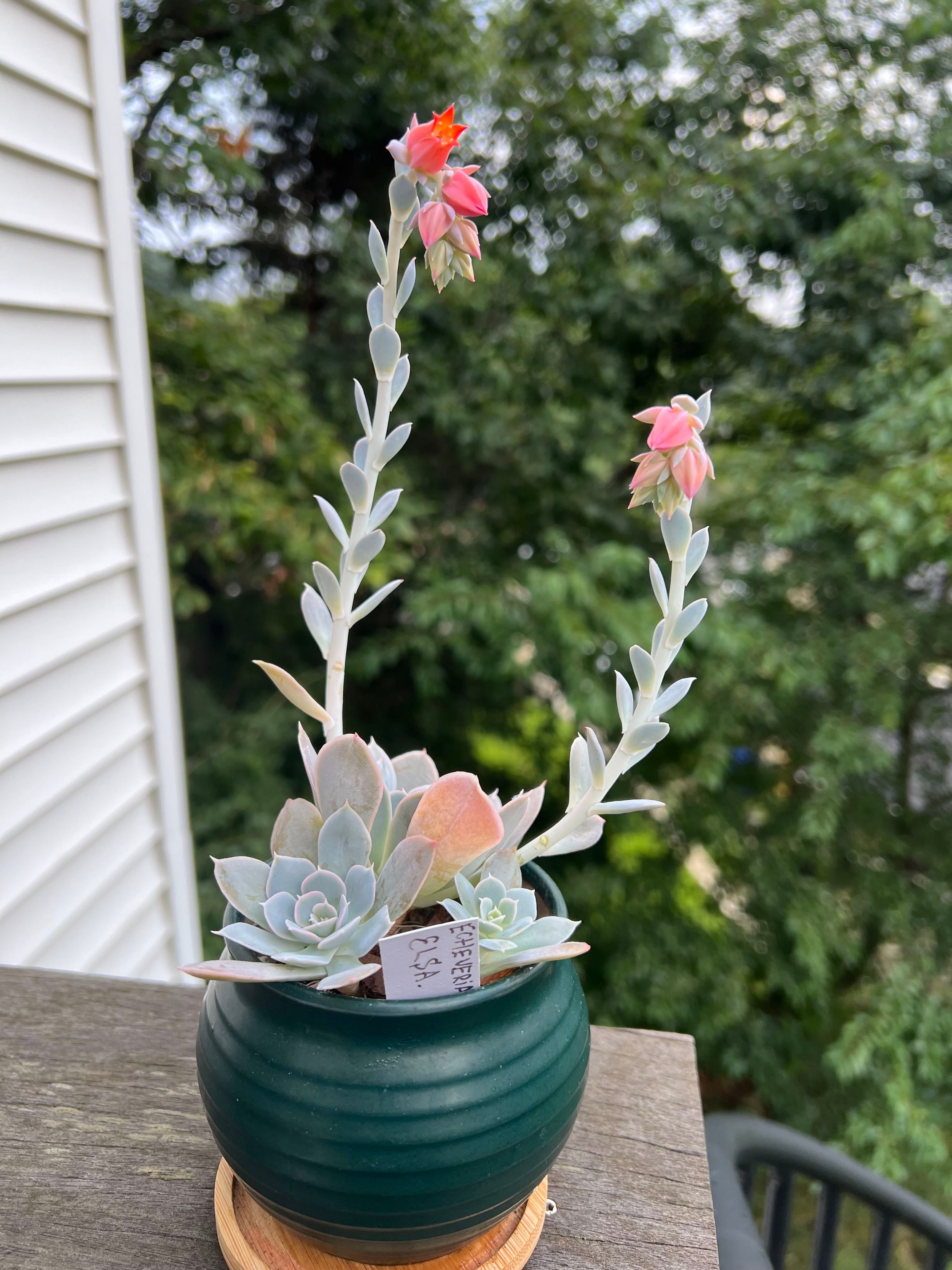 My newbie Miss Elsa is started to show her first flowers ...