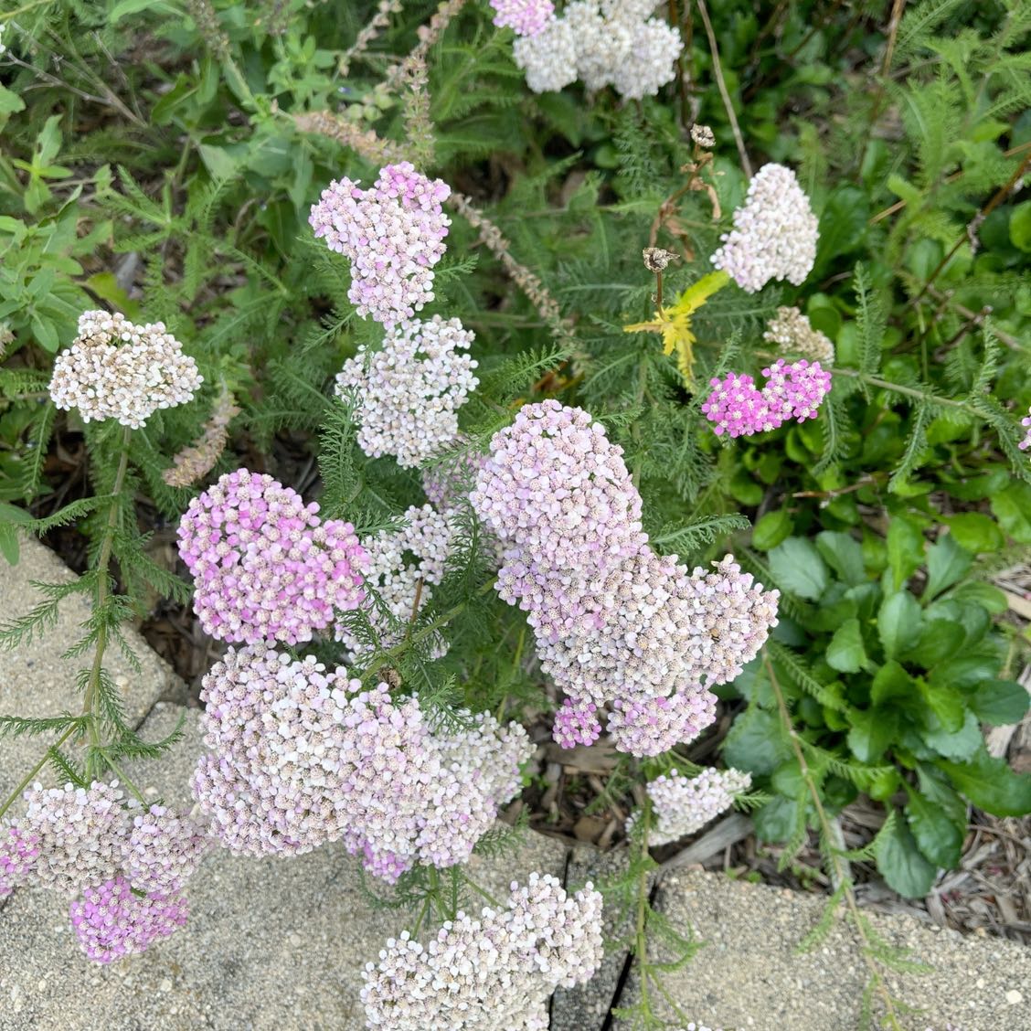 My Yarrow's Light Needs