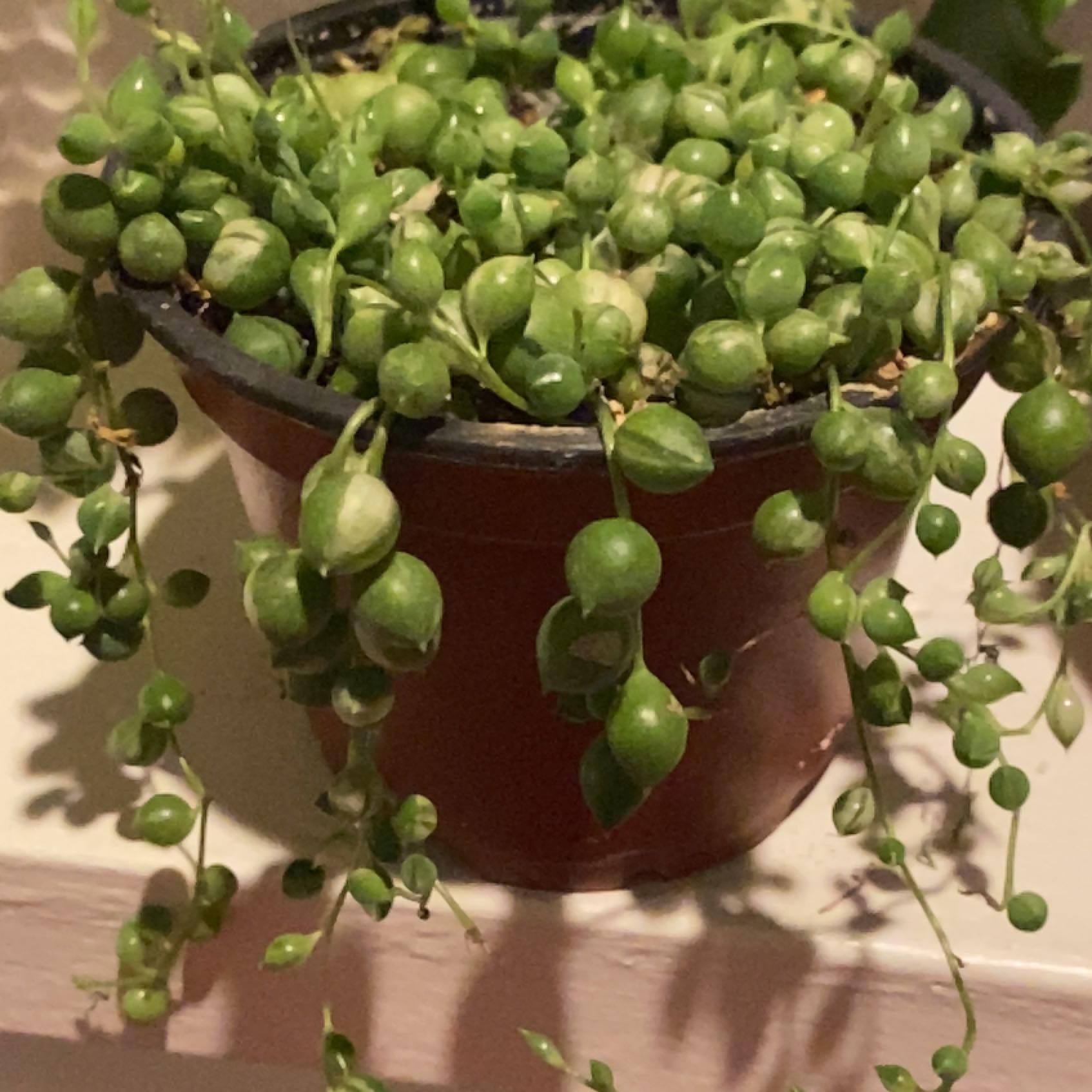 String of Tears Fertilizer: How and When to Use It