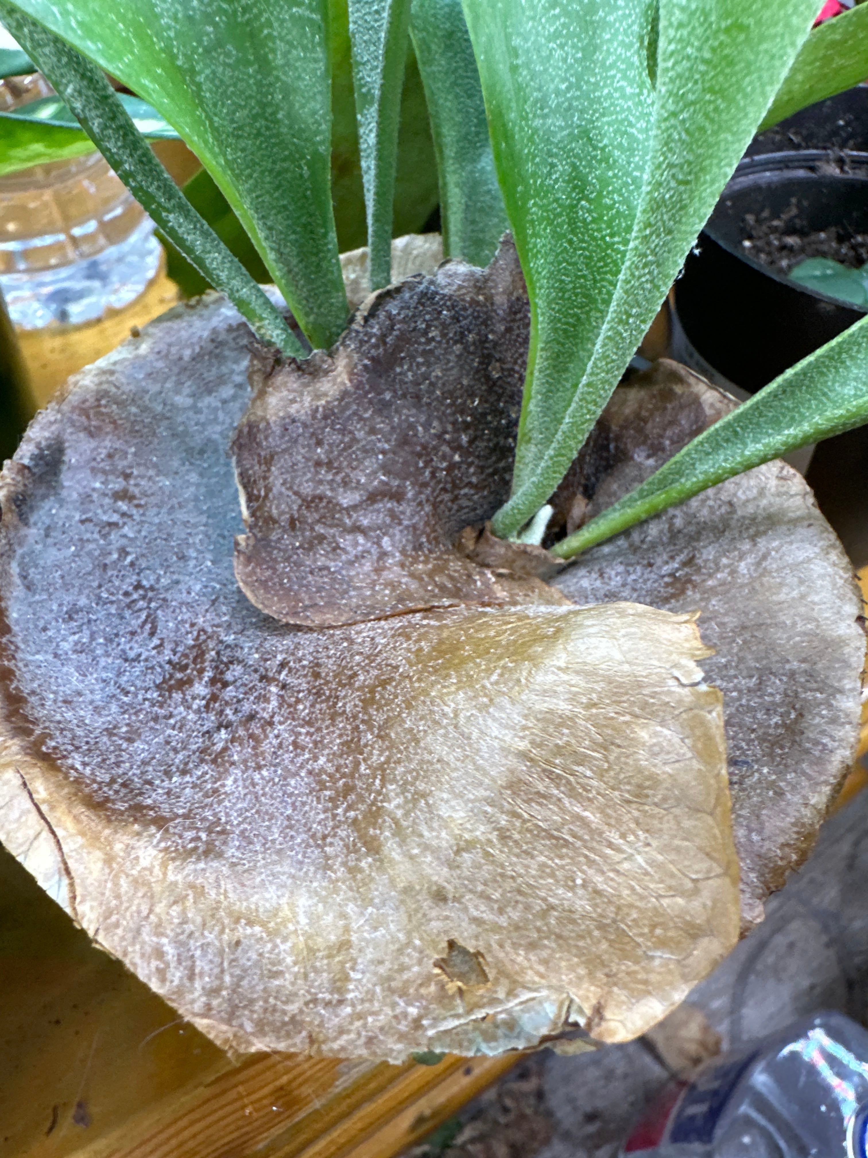 Elephant Staghorn Fern Plant Care: Water, Light, Nutrients | Greg App 🌱