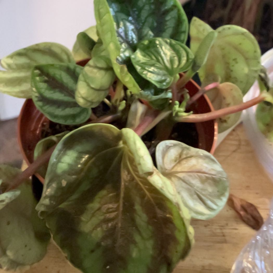Peperomia 'Dragon Skin': How Much Water & Light Does it Need to Thrive?