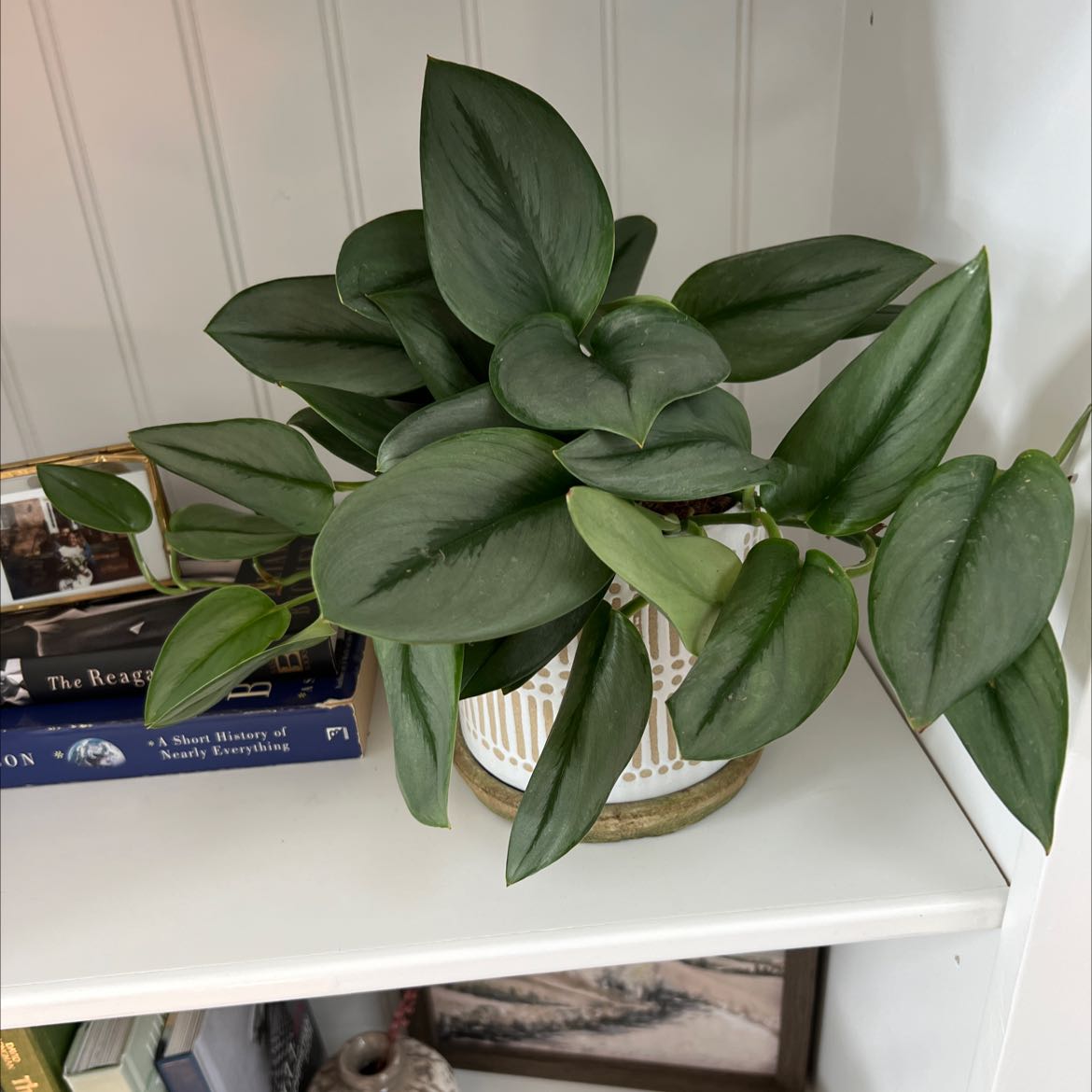 Why Are My Scindapsus Moonlight Leaves Curling? 💧