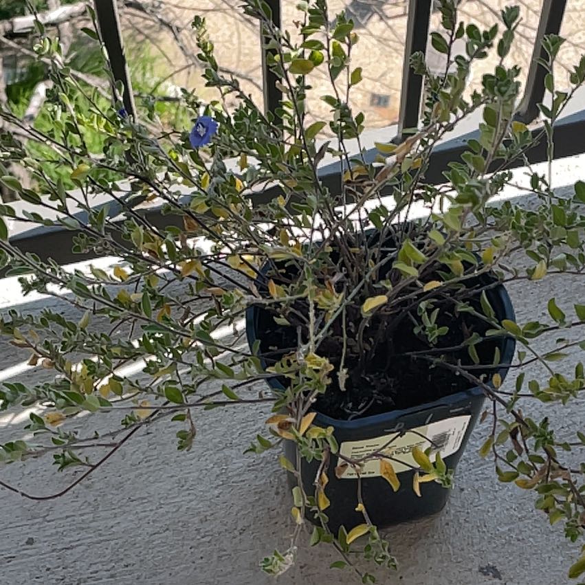 Beach Bum Blue Plant Care: Water, Light, Nutrients | Greg App 🌱