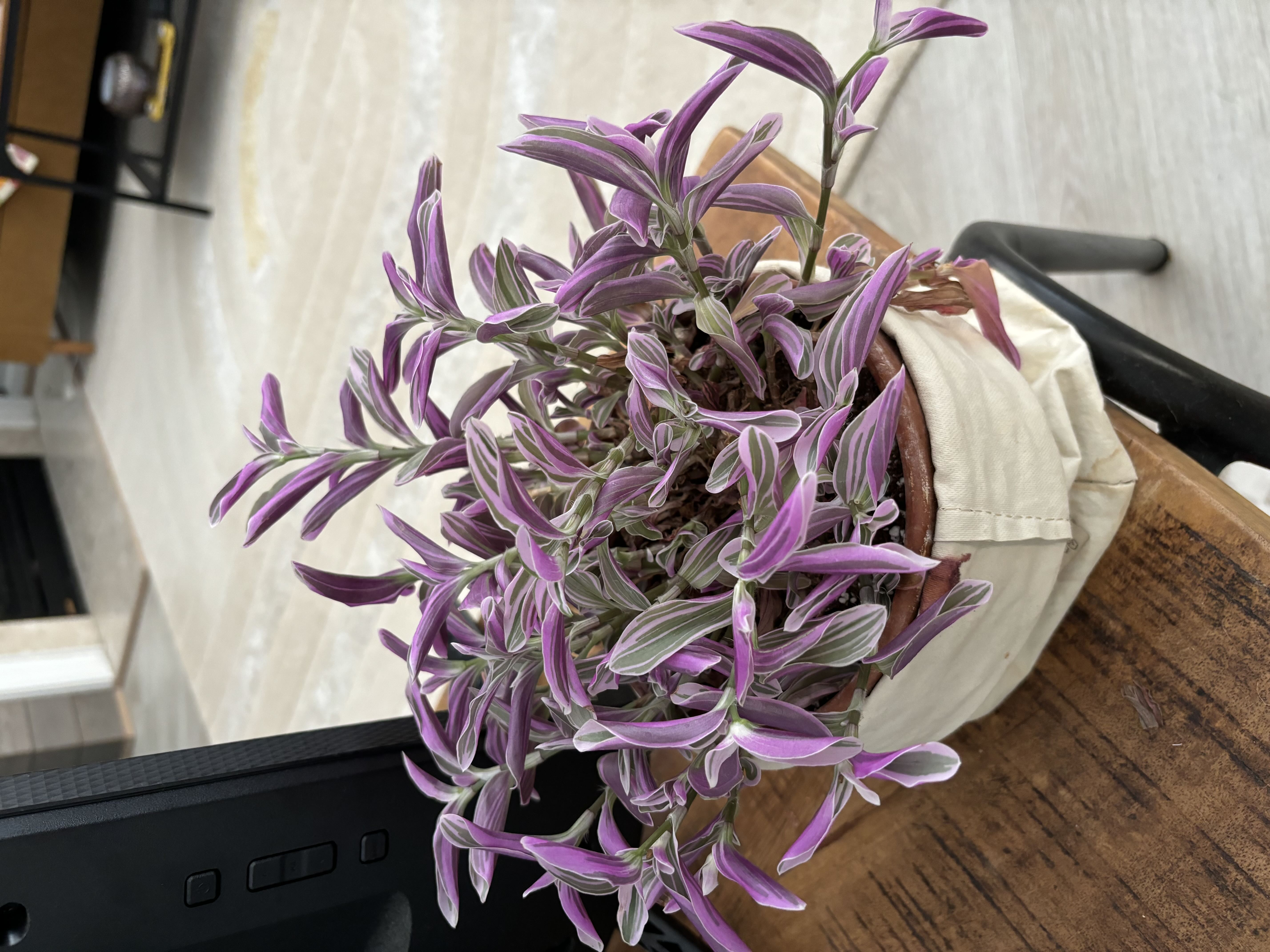 Green Hills Plant Care: Water, Light, Nutrients | Greg App 🌱