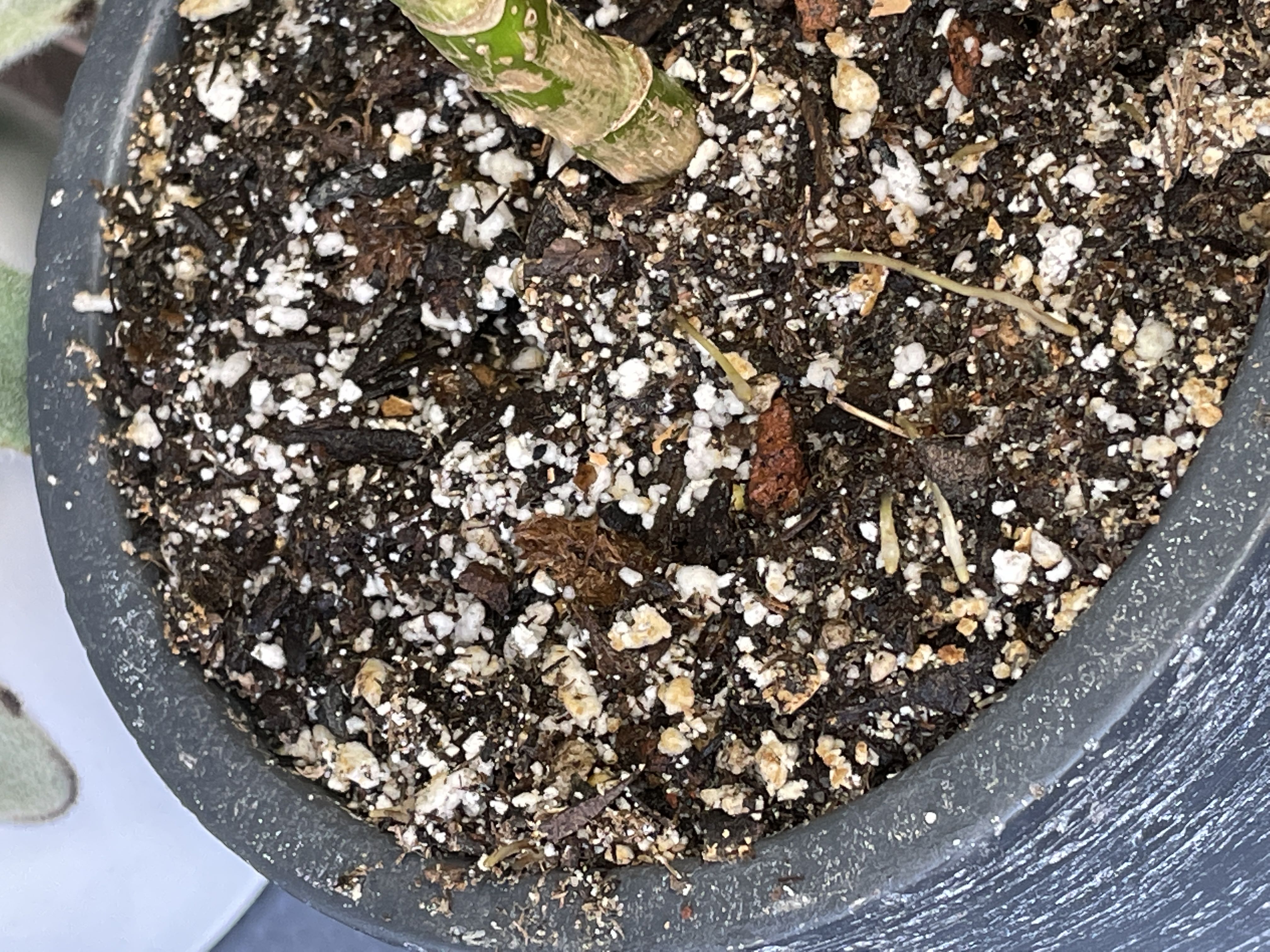 Moondrop Dwarf Umberlla Tree Plant Care: Water, Light, Nutrients | Greg ...