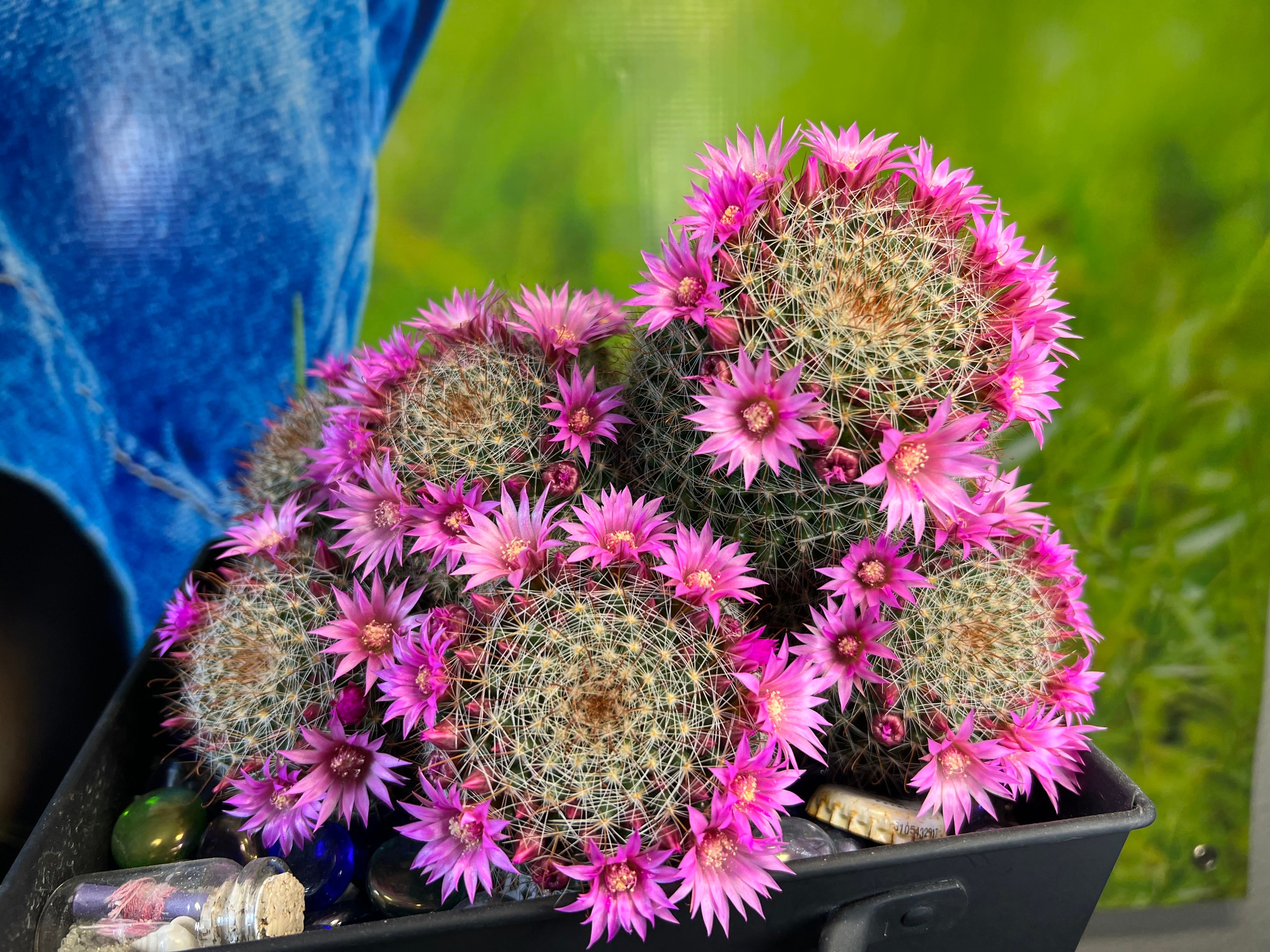 Mammillaria monday flower show