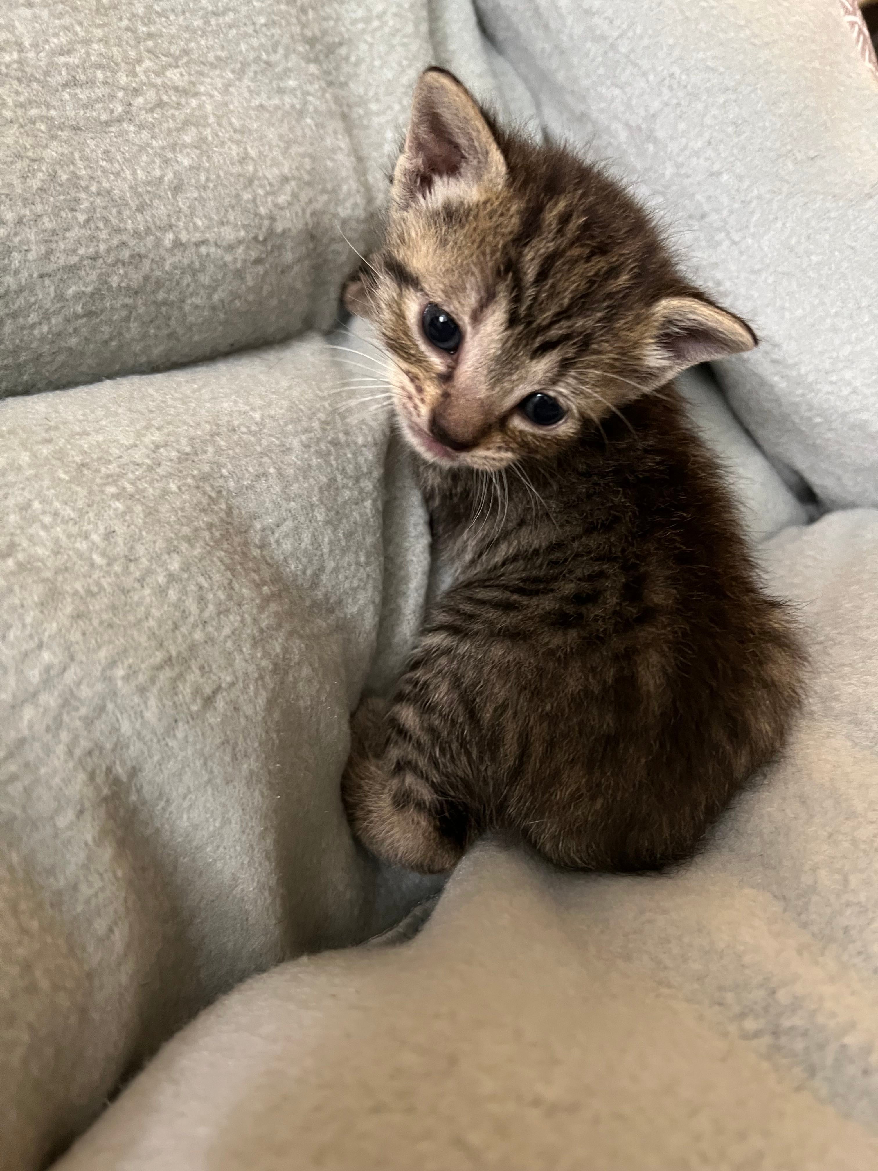 Community saves car fern babies' eyes