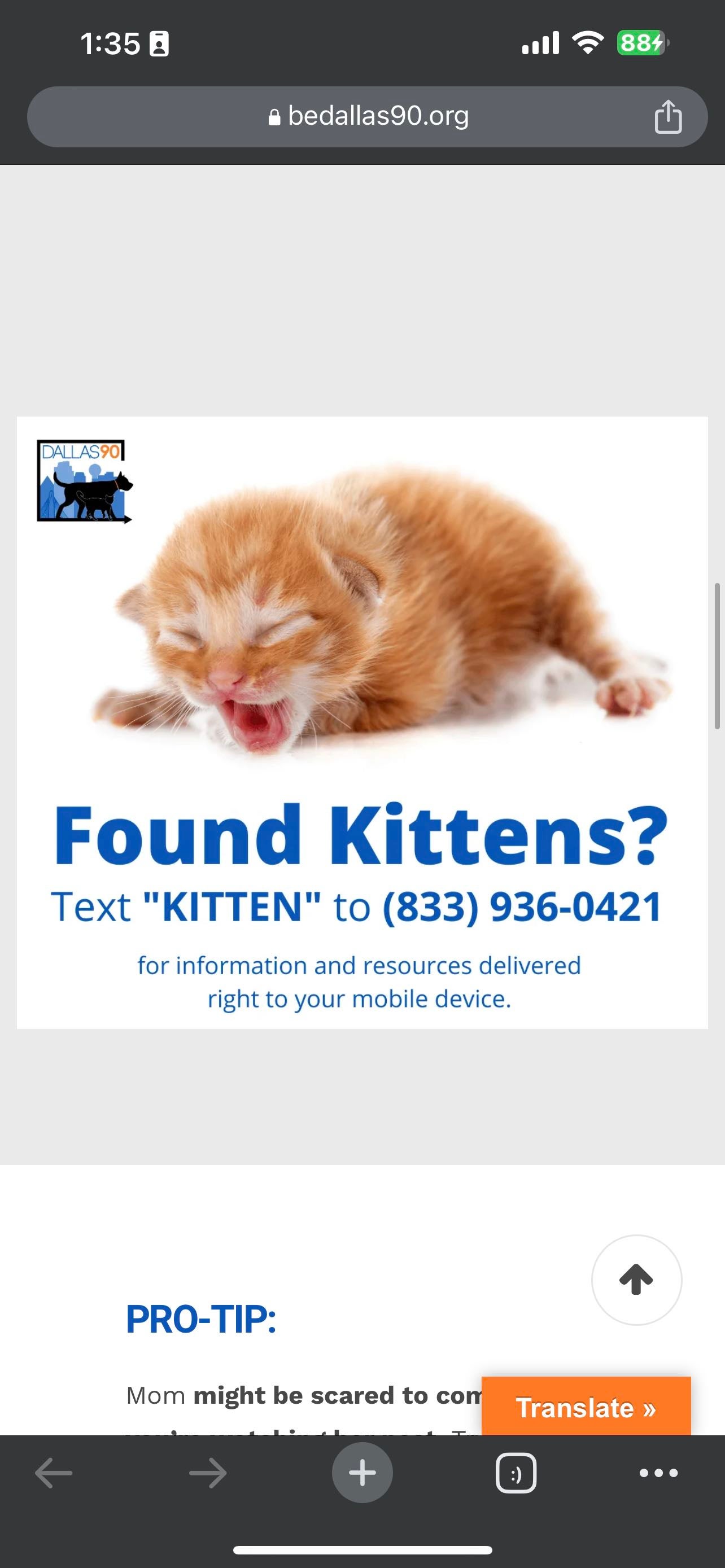 Community saves car fern babies' eyes