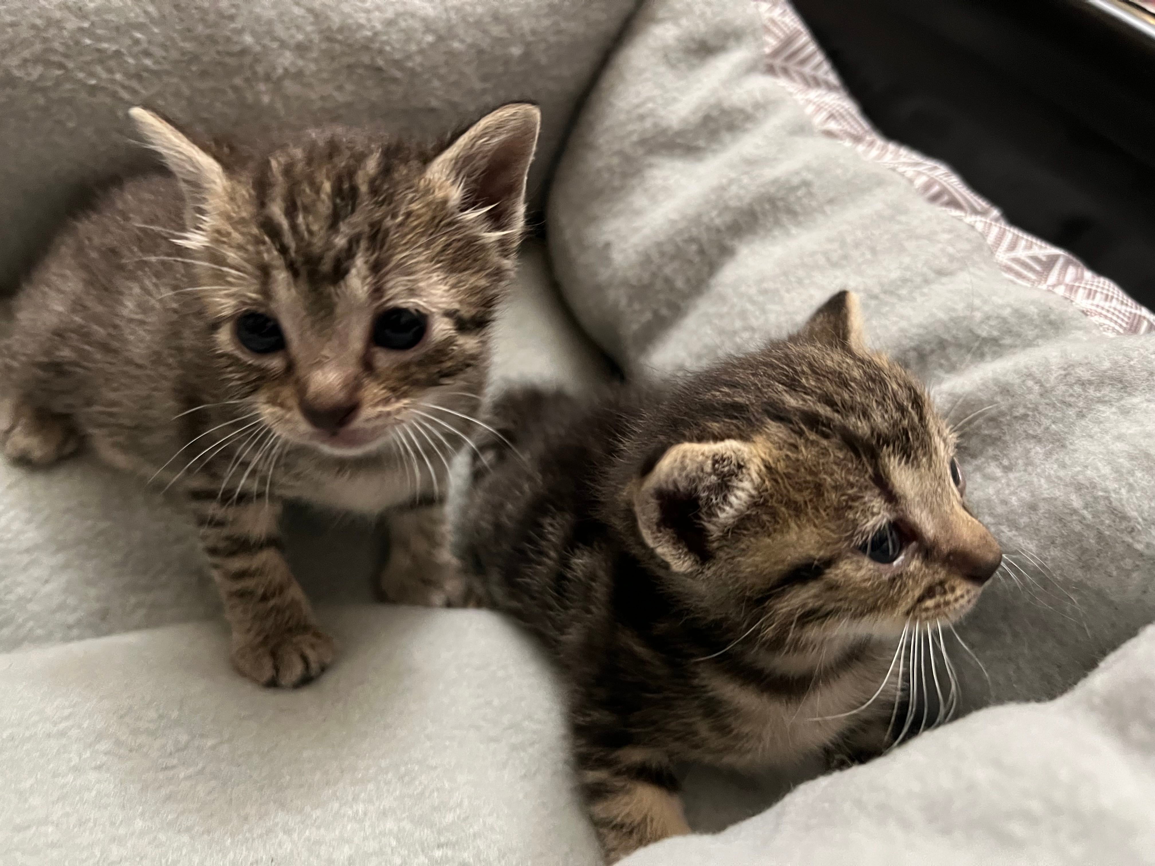 Community saves car fern babies' eyes