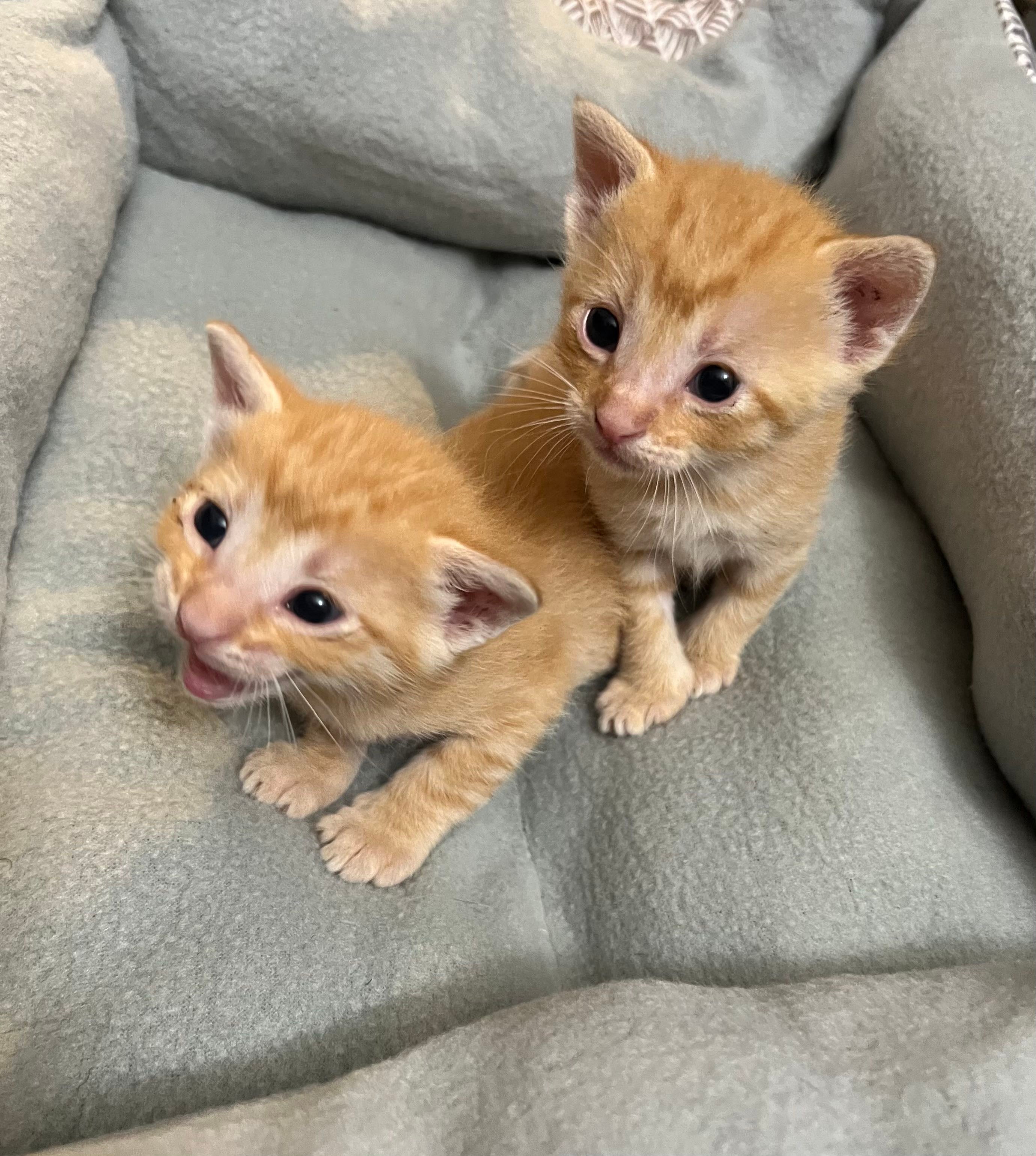 Community saves car fern babies' eyes