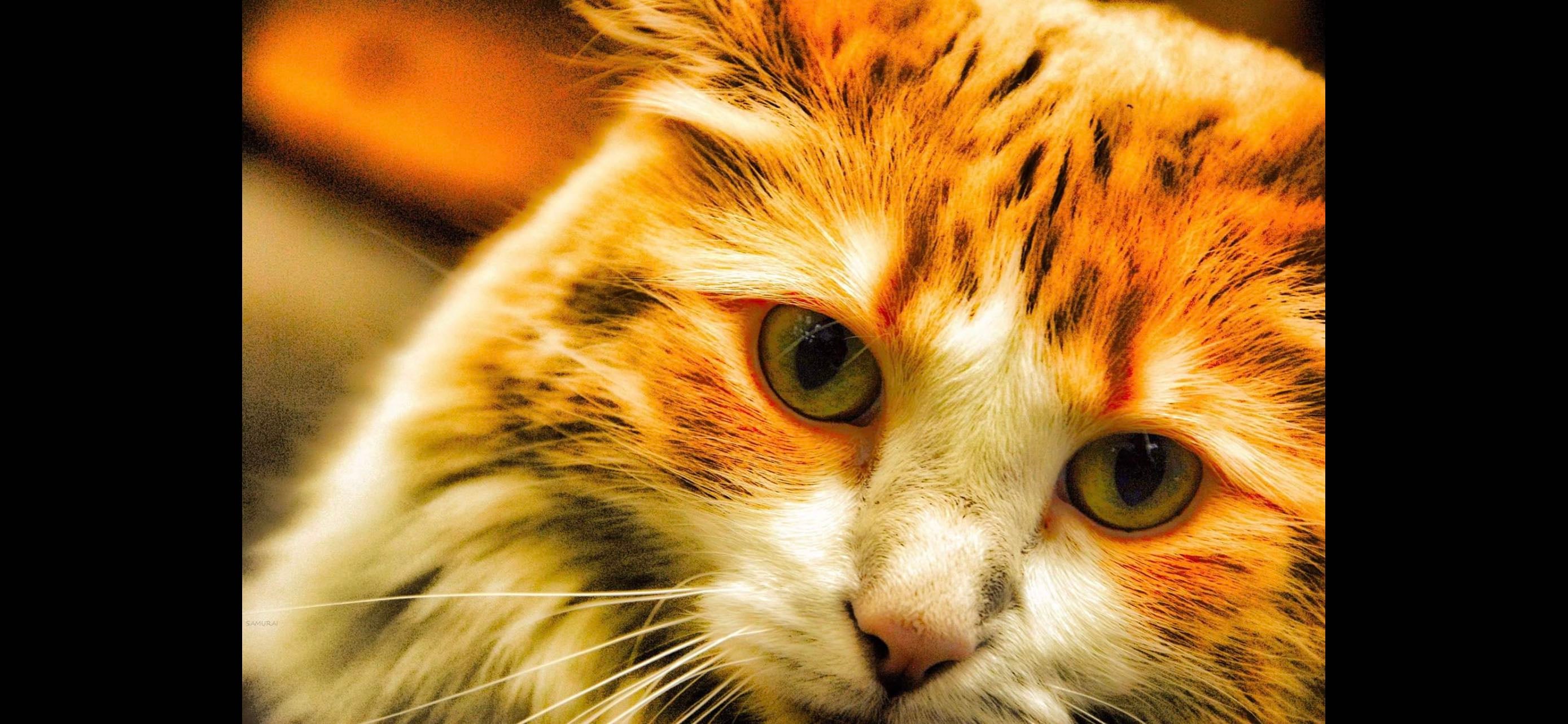 Community saves car fern babies' eyes