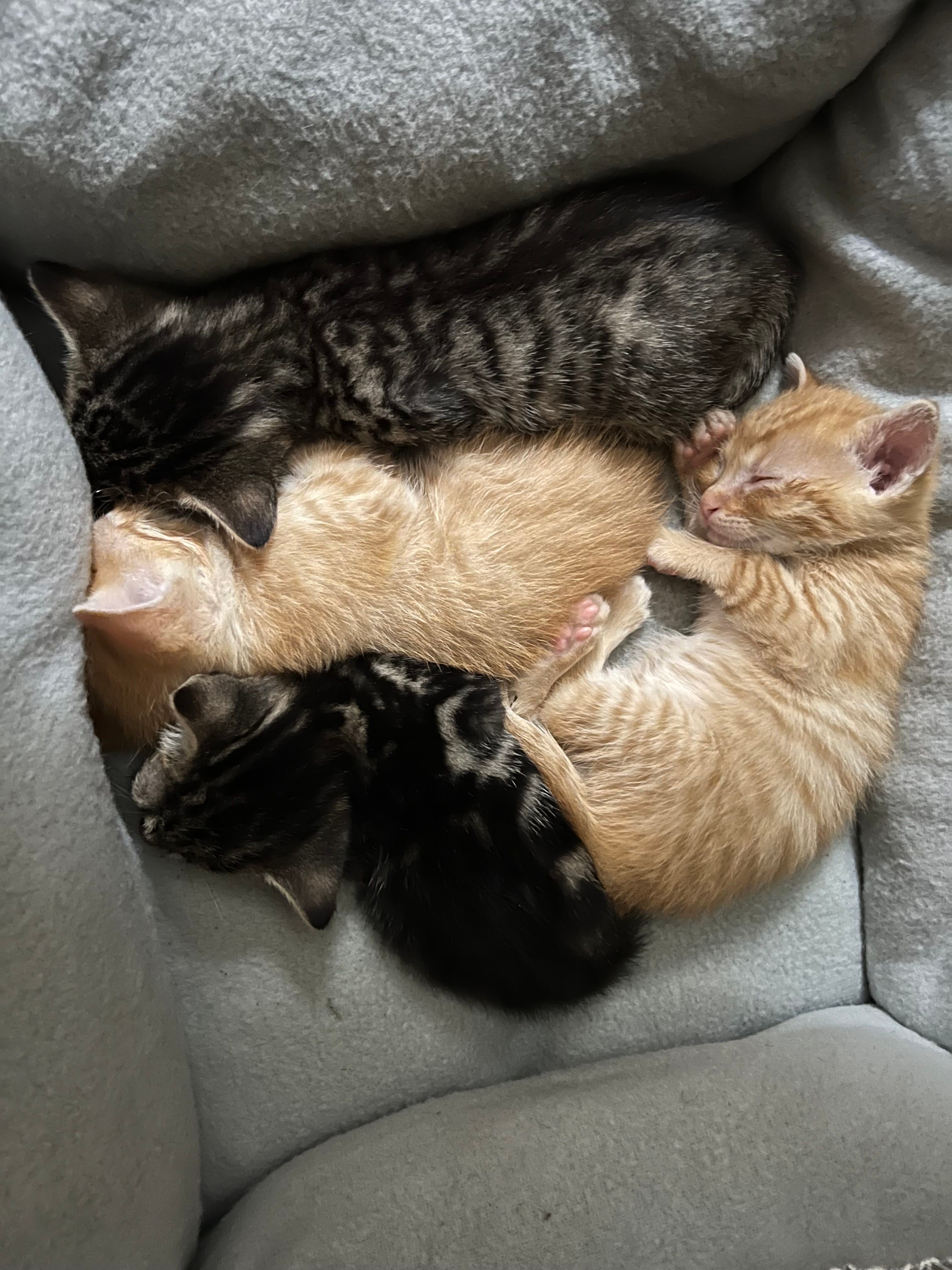 Community saves car fern babies' eyes