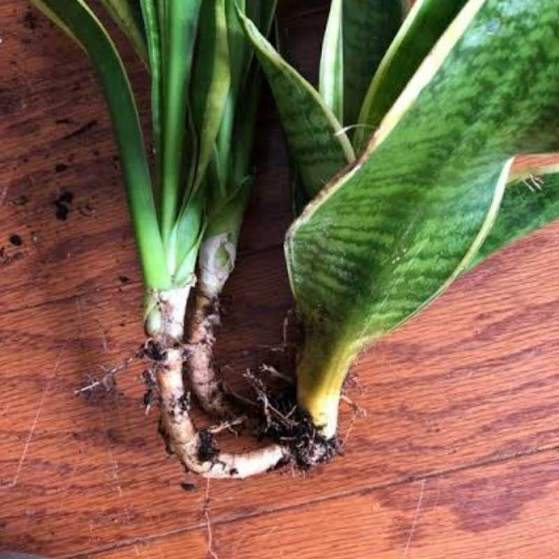 Are my snake plant roots normal?