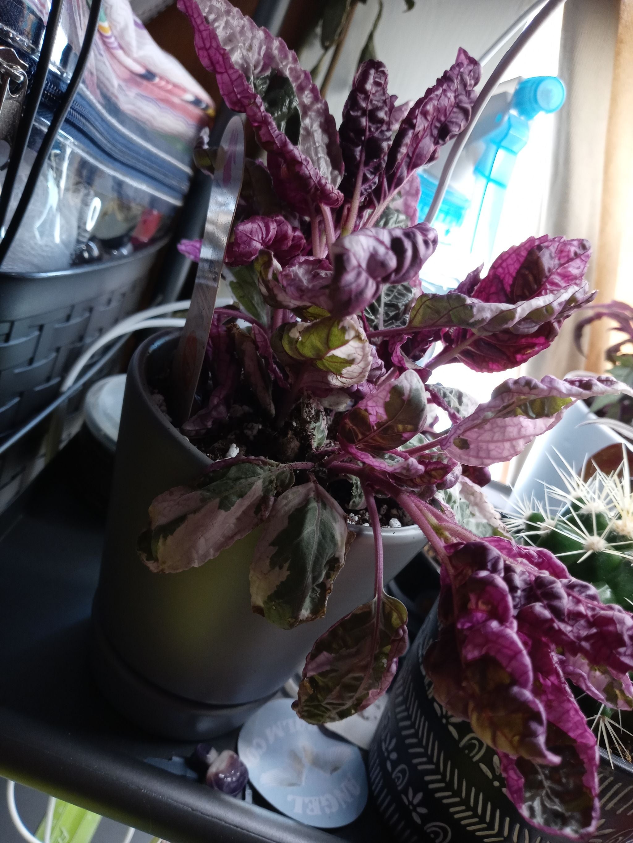 Keep Your Red Ivy Alive: Light, Water & Care Instructions