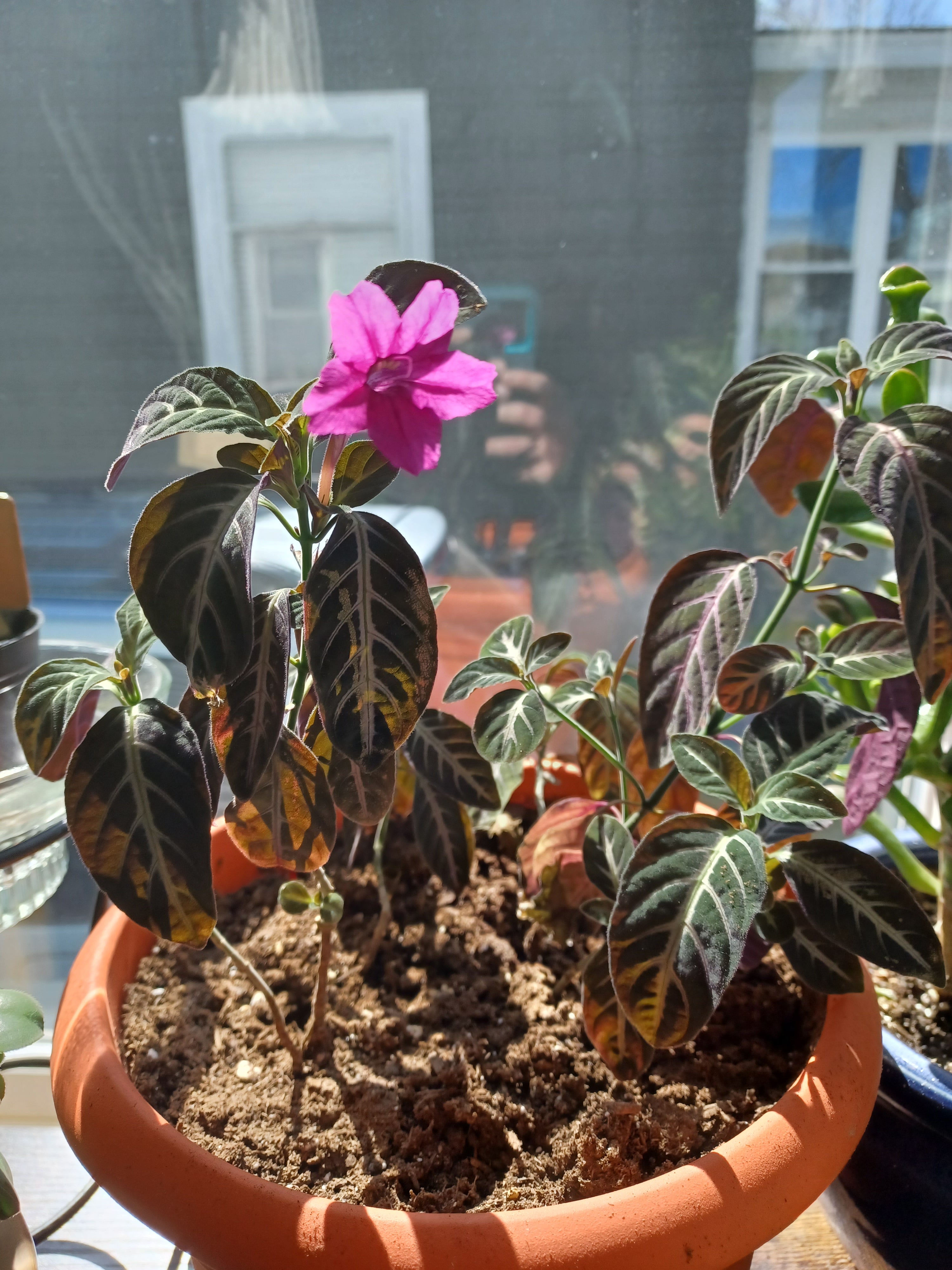 The Complete Bubble Plant Plant Care Guide: Water, Light & Beyond