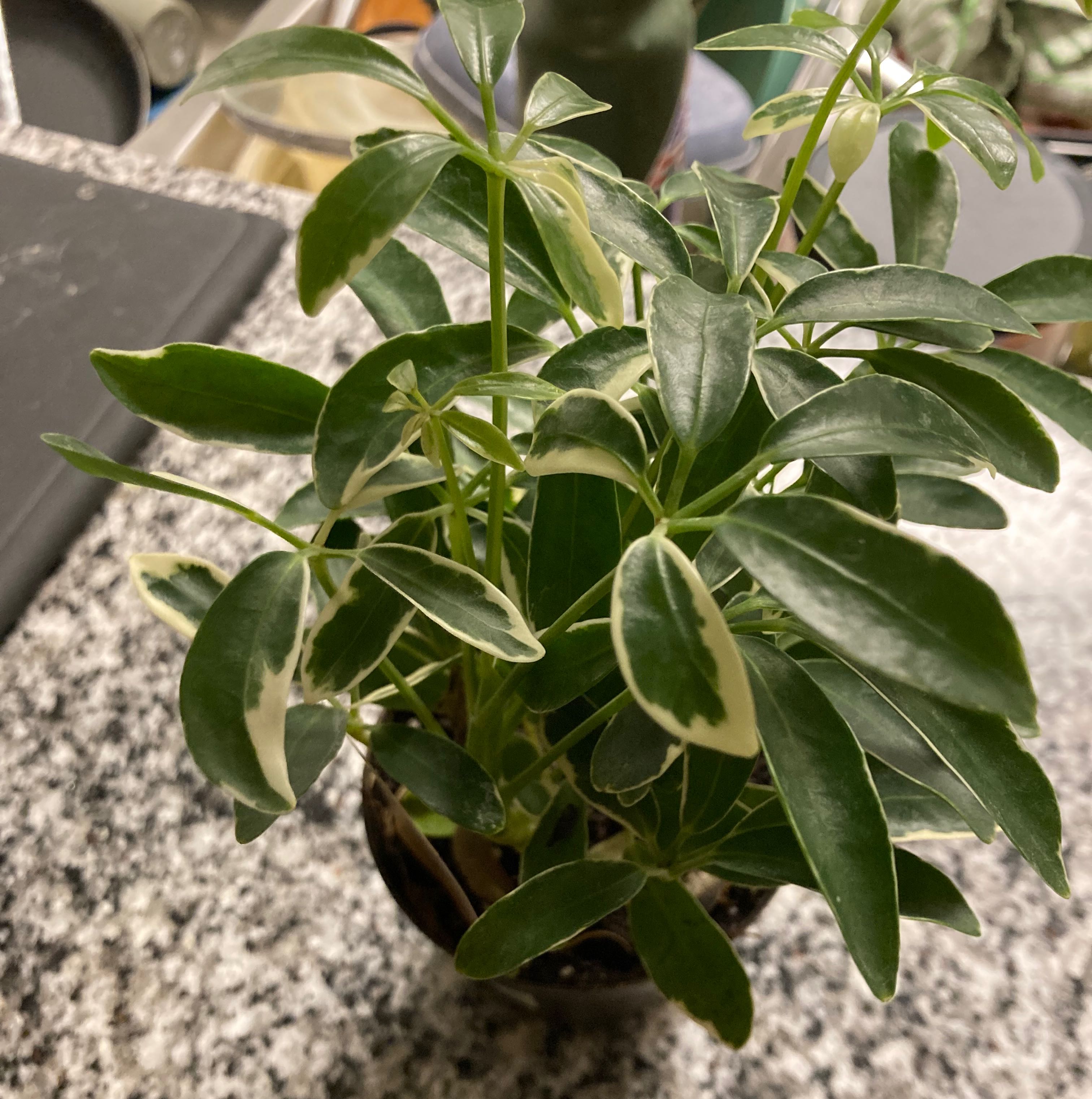 Personalized Moondrop Dwarf Umberlla Tree Care: Water, Light, Nutrients ...