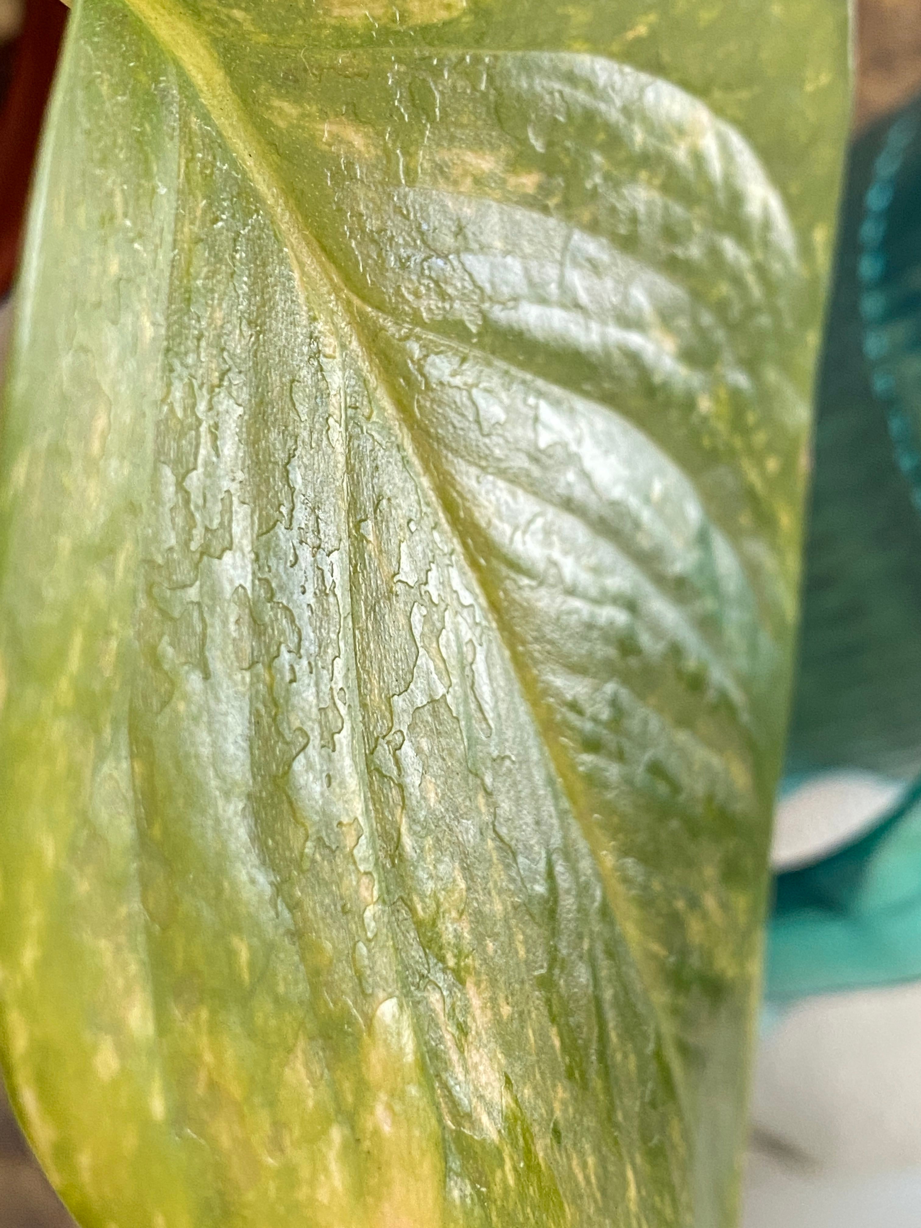 Hawaiian Pothos Care 101: Water, Light & Growing Tips