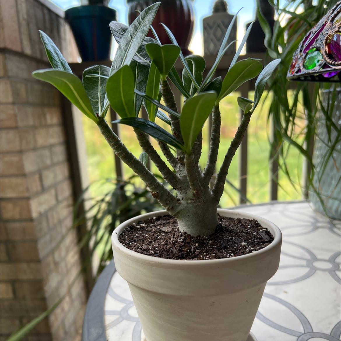 Why Are My Desert Rose Plant Leaves Dropping?