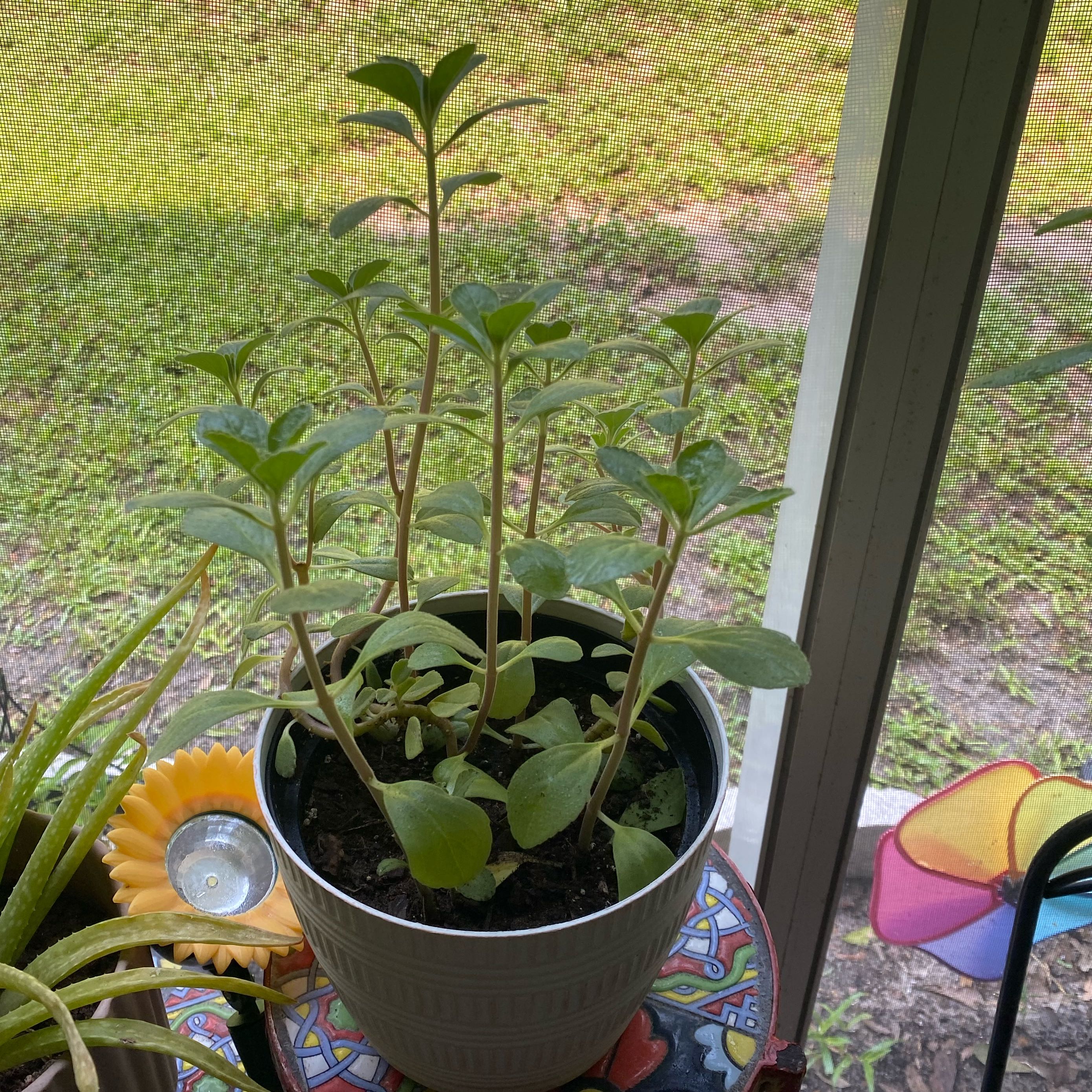 How to Care for Plectranthus socotranus 'Jungle Leaves': Mastering ...