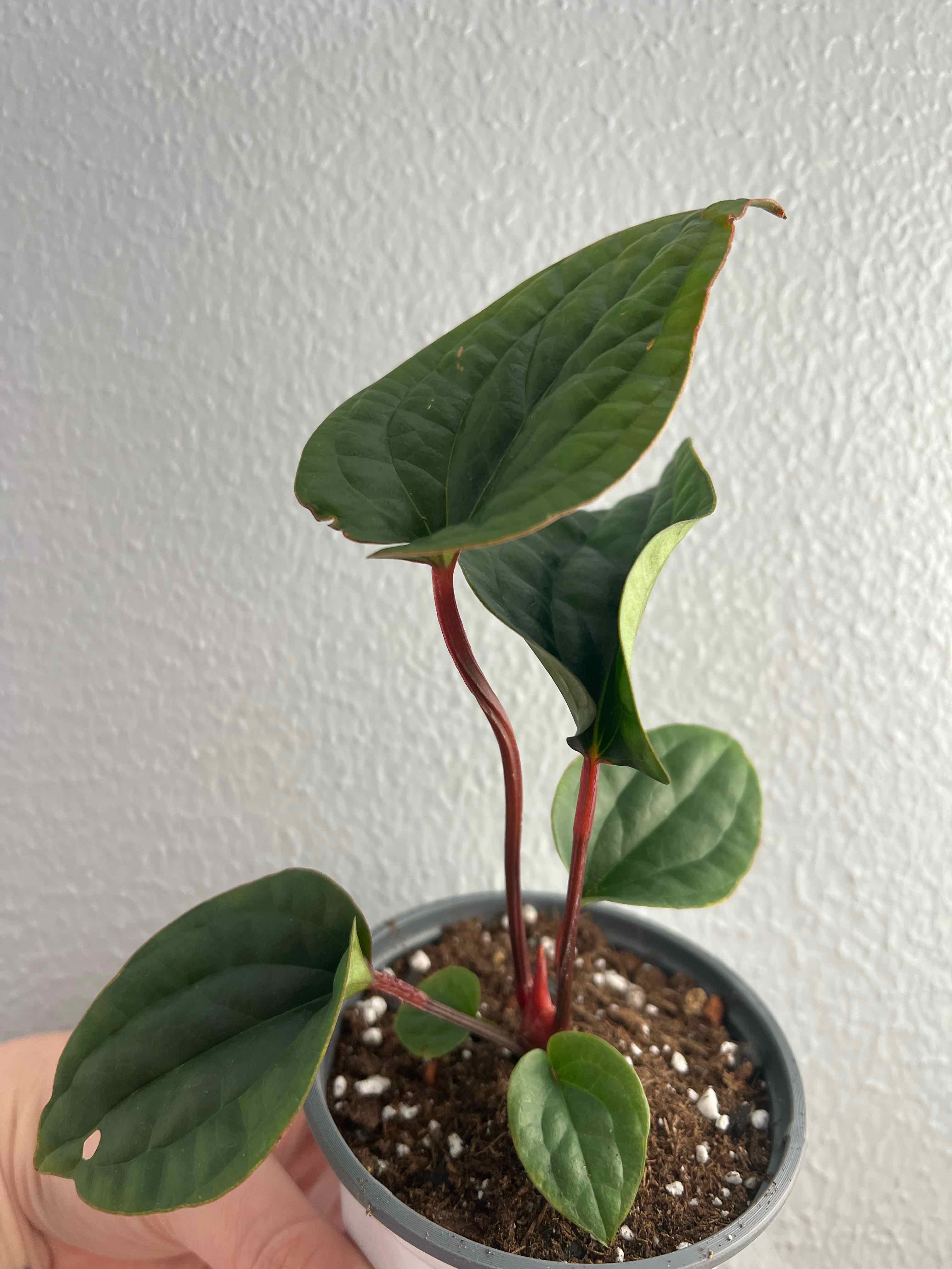 Anthurium Radicans x Luxurians Root Rot Solutions
