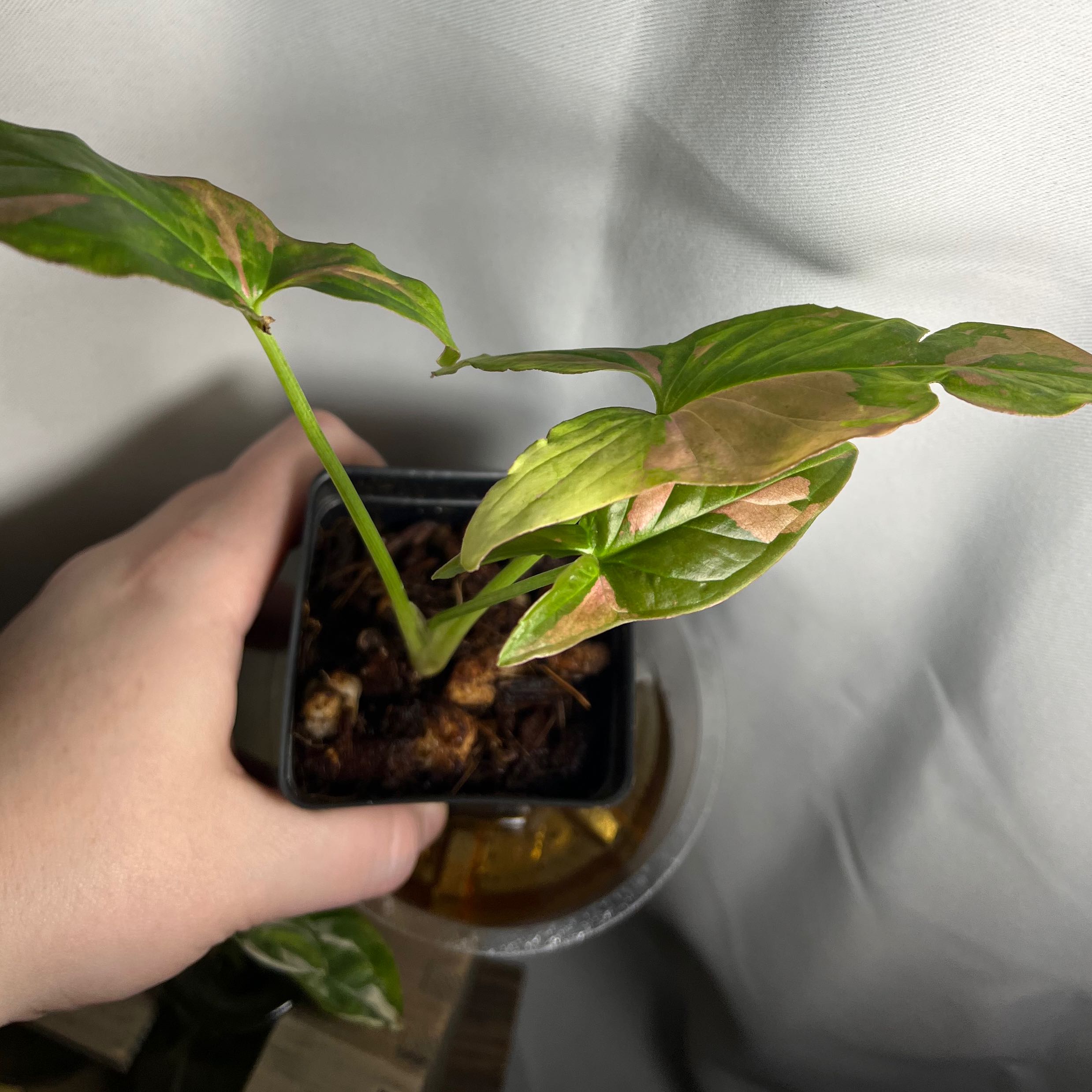 How Do I Cure Syngonium 'Pink Spot' Root Rot?