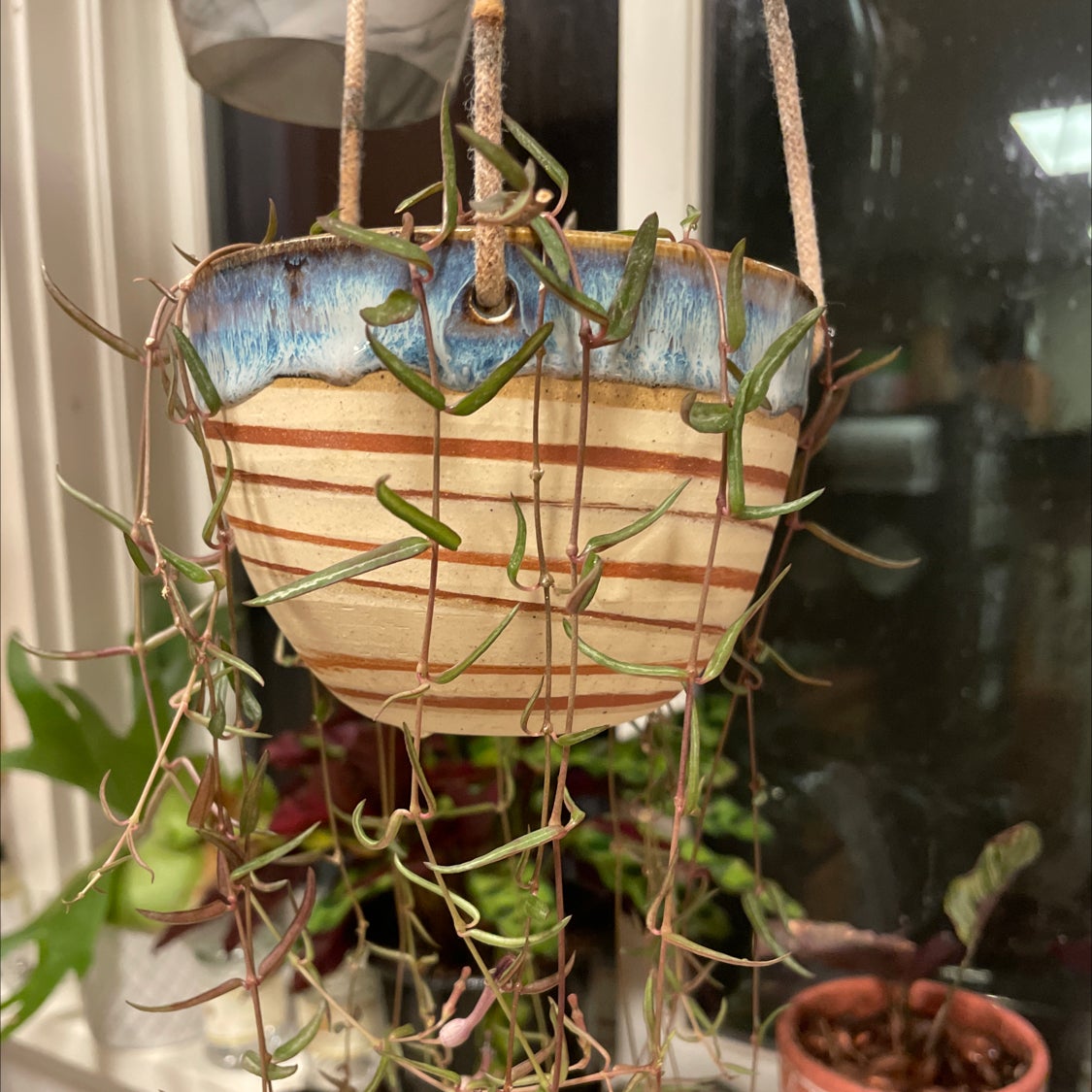 What Do String of Needles Flowers Mean?