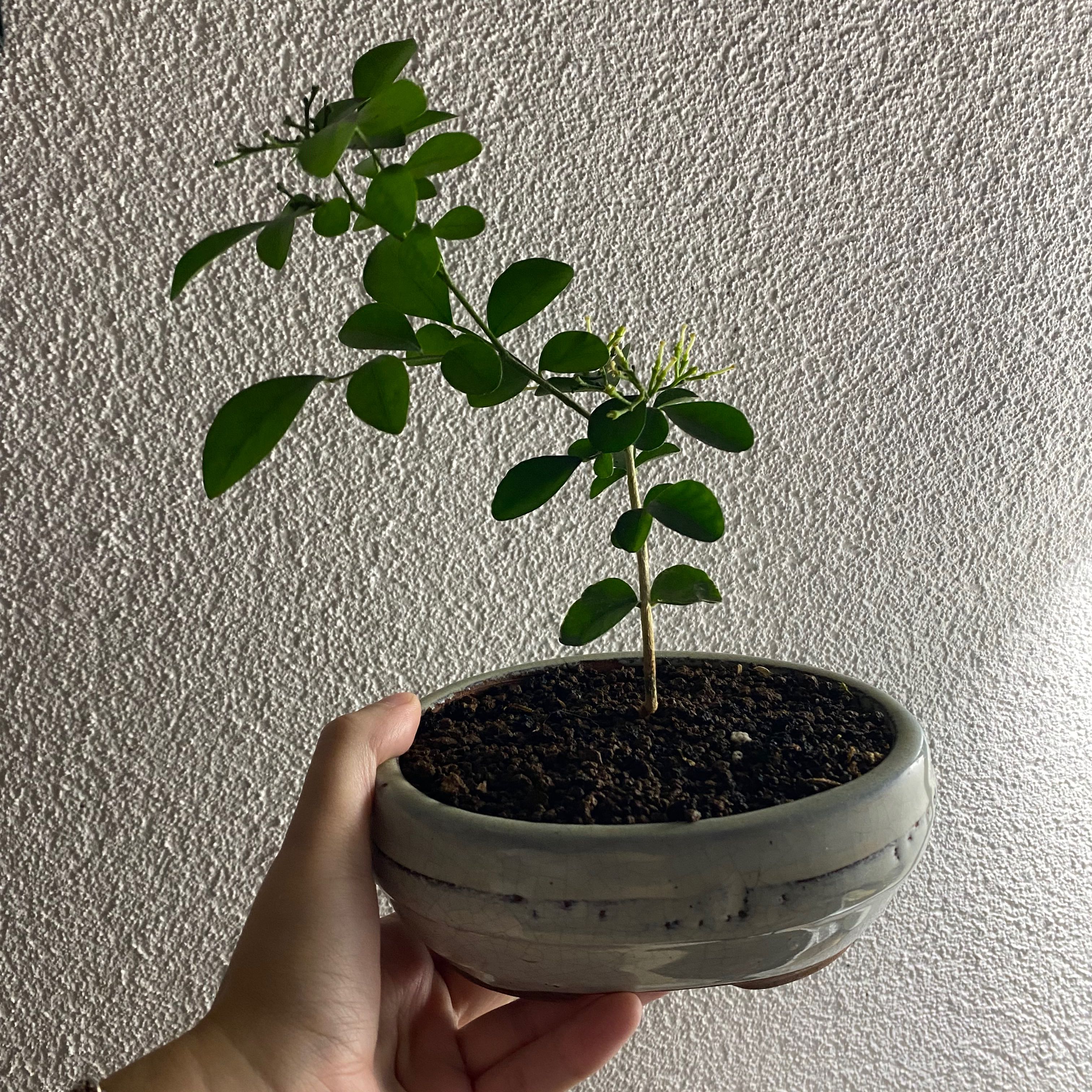 Common Mock Orange Problems